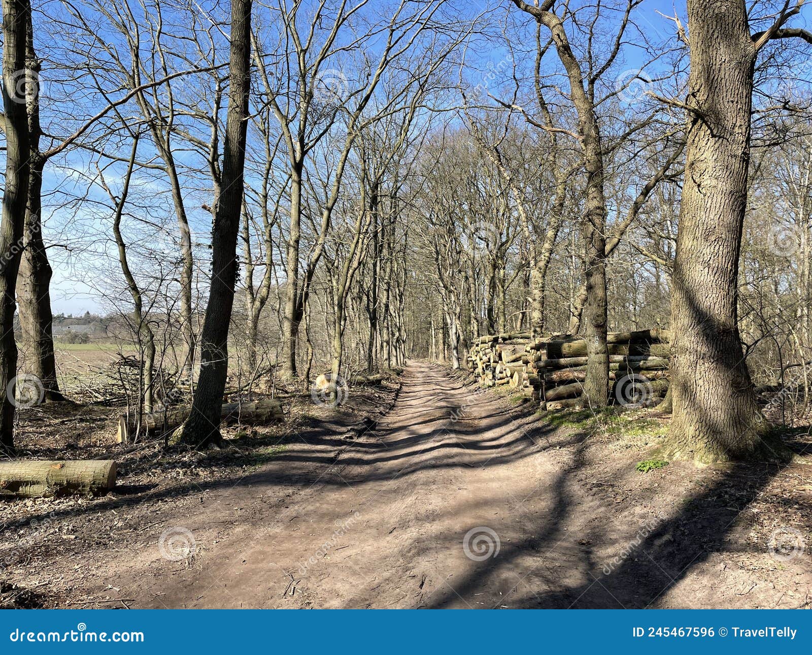 Path through the Forest Around Hoch-Elten Stock Photo - Image of wood ...