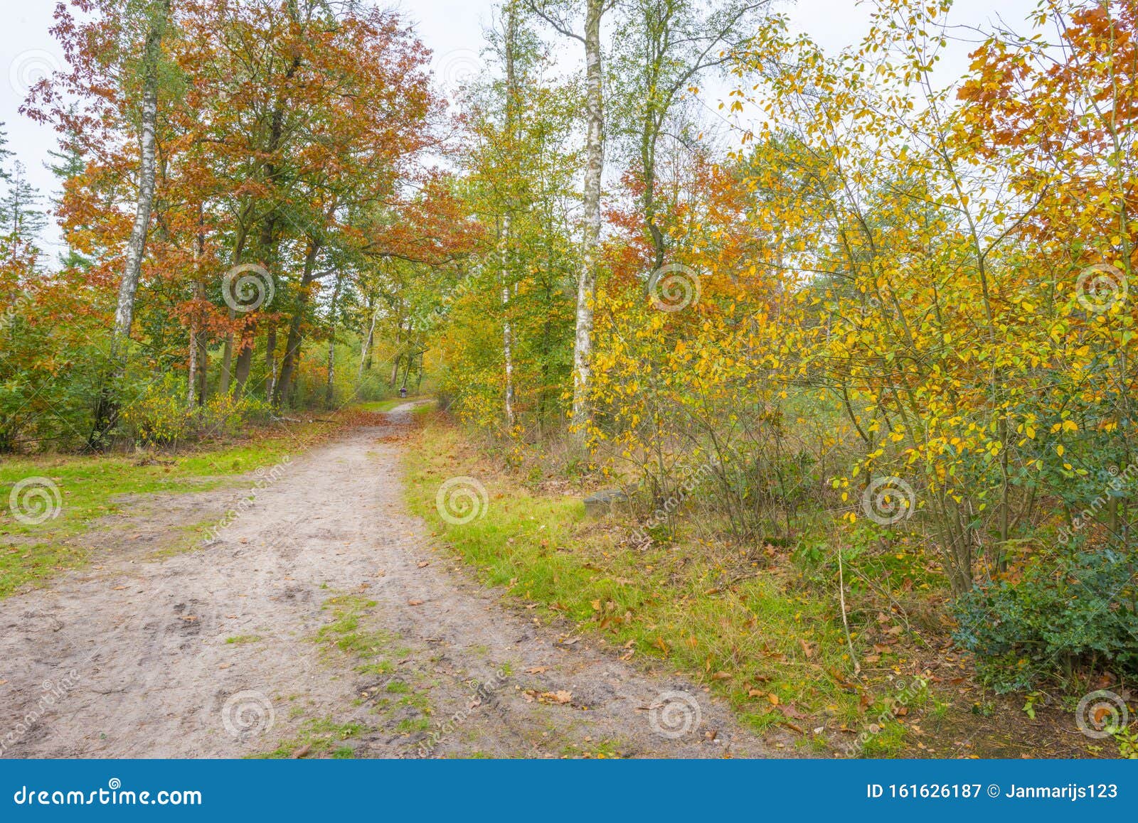 Path in a Forest in Fall Colors in Sunlight in Autumn Stock Image ...