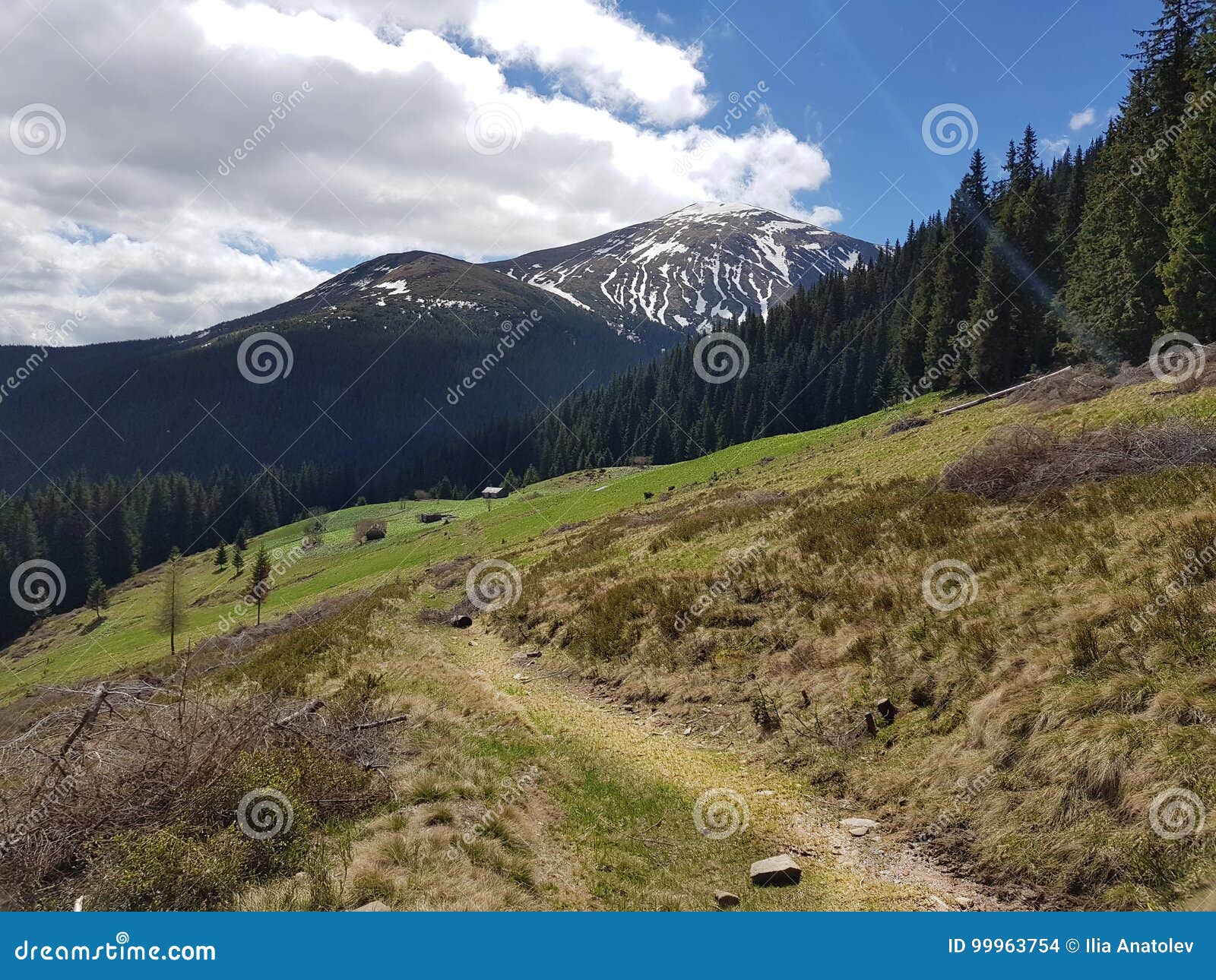 A Path in the Forest, in the Background the Mountain of Goverla Stock ...