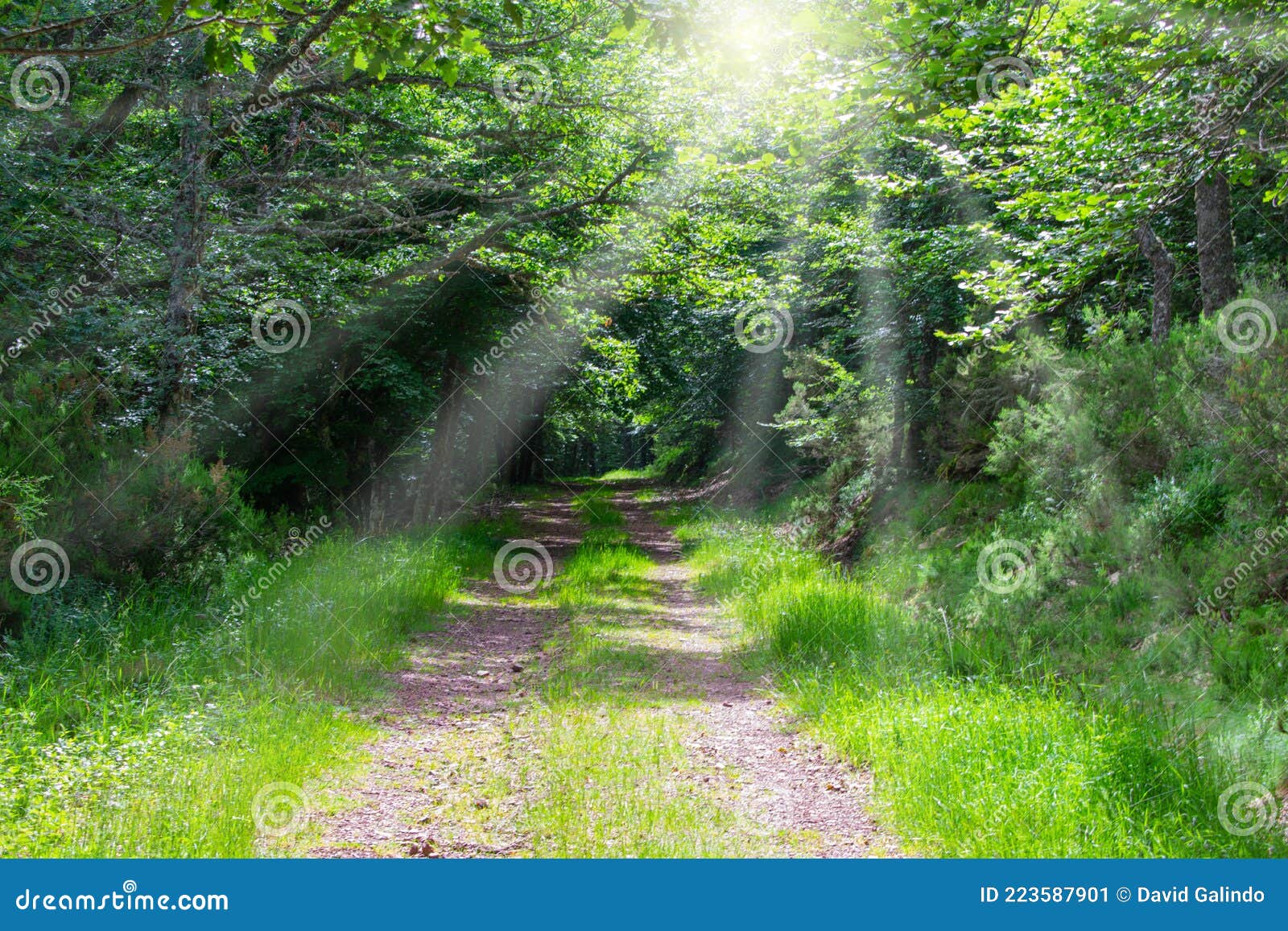 Path in the Forest with Beams of Light through the Trees Stock Image ...