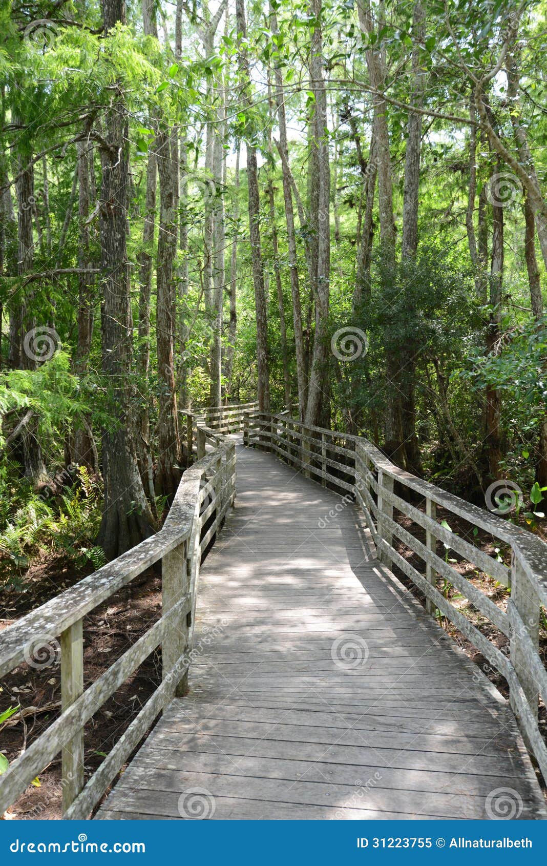 Path through Forest with Beautiful Forest Scenery Stock Image - Image ...