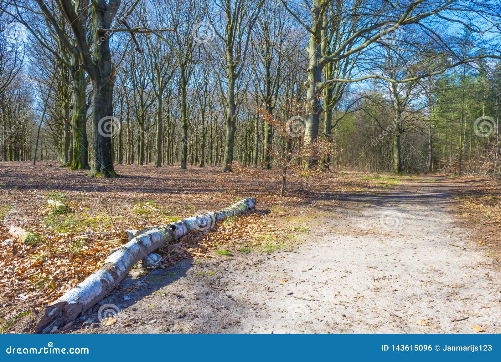 Path in a Forest Below a Blue Cloudy Sky in Sunlight Stock Photo ...