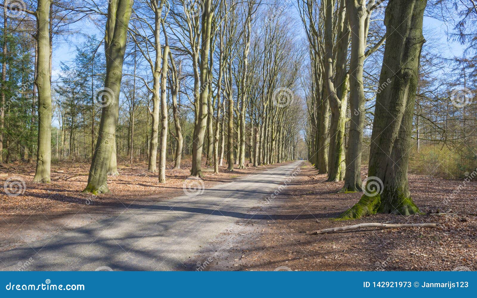 Path in a Forest Below a Blue Cloudy Sky in Winter Stock Image - Image ...