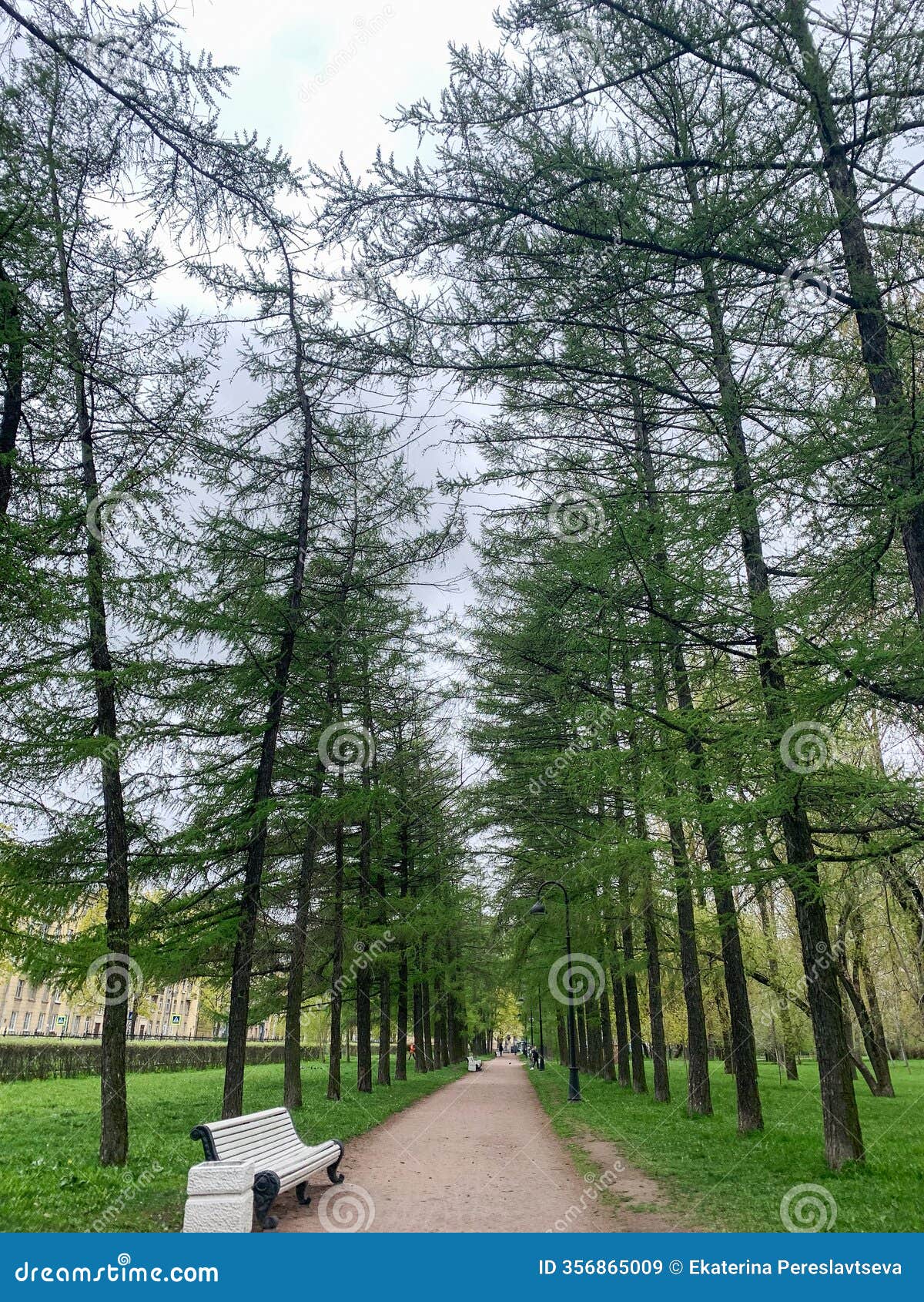 Path through a Forest with a Bench on the Side Stock Image - Image of ...