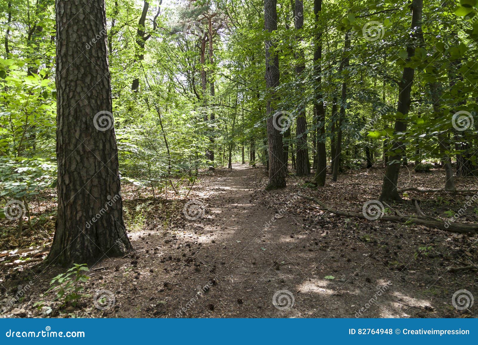 Path in forest in Berlin stock photo. Image of tree, covered - 82764948