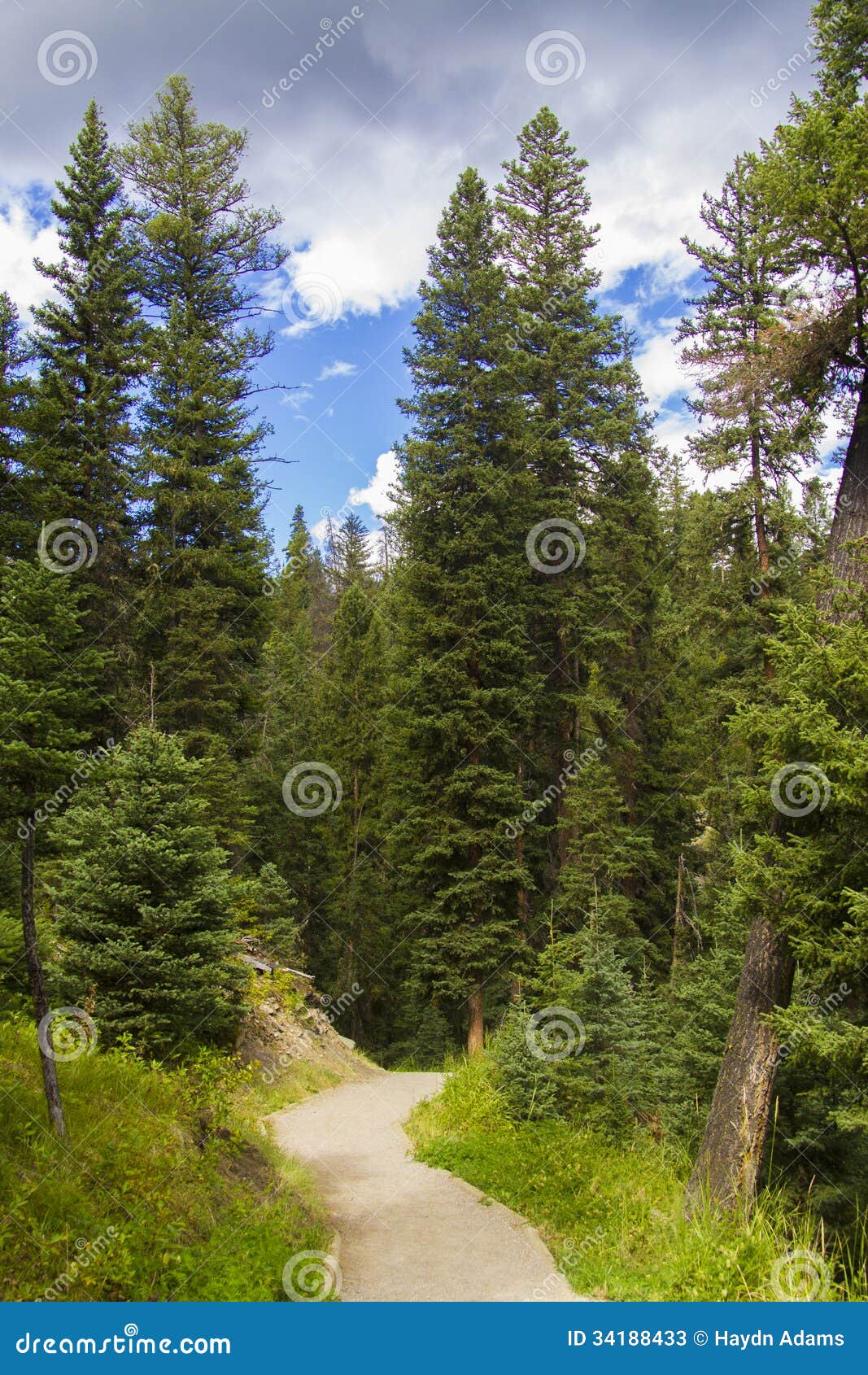 Path through Forest in Big Sky Stock Image - Image of summer ...