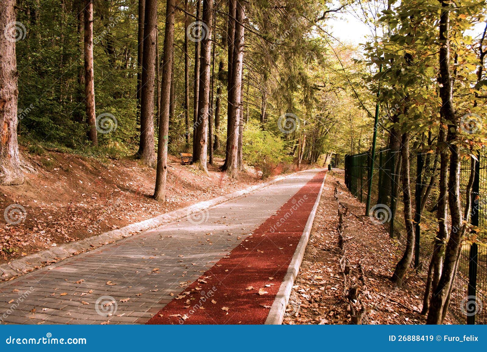 Path in the Forest with Bike Stripe Stock Image - Image of plants ...