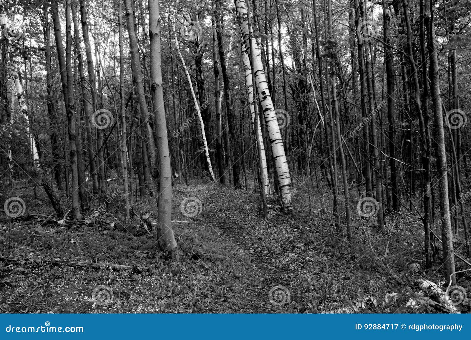 The Path in forest stock image. Image of hiking, path - 92884717