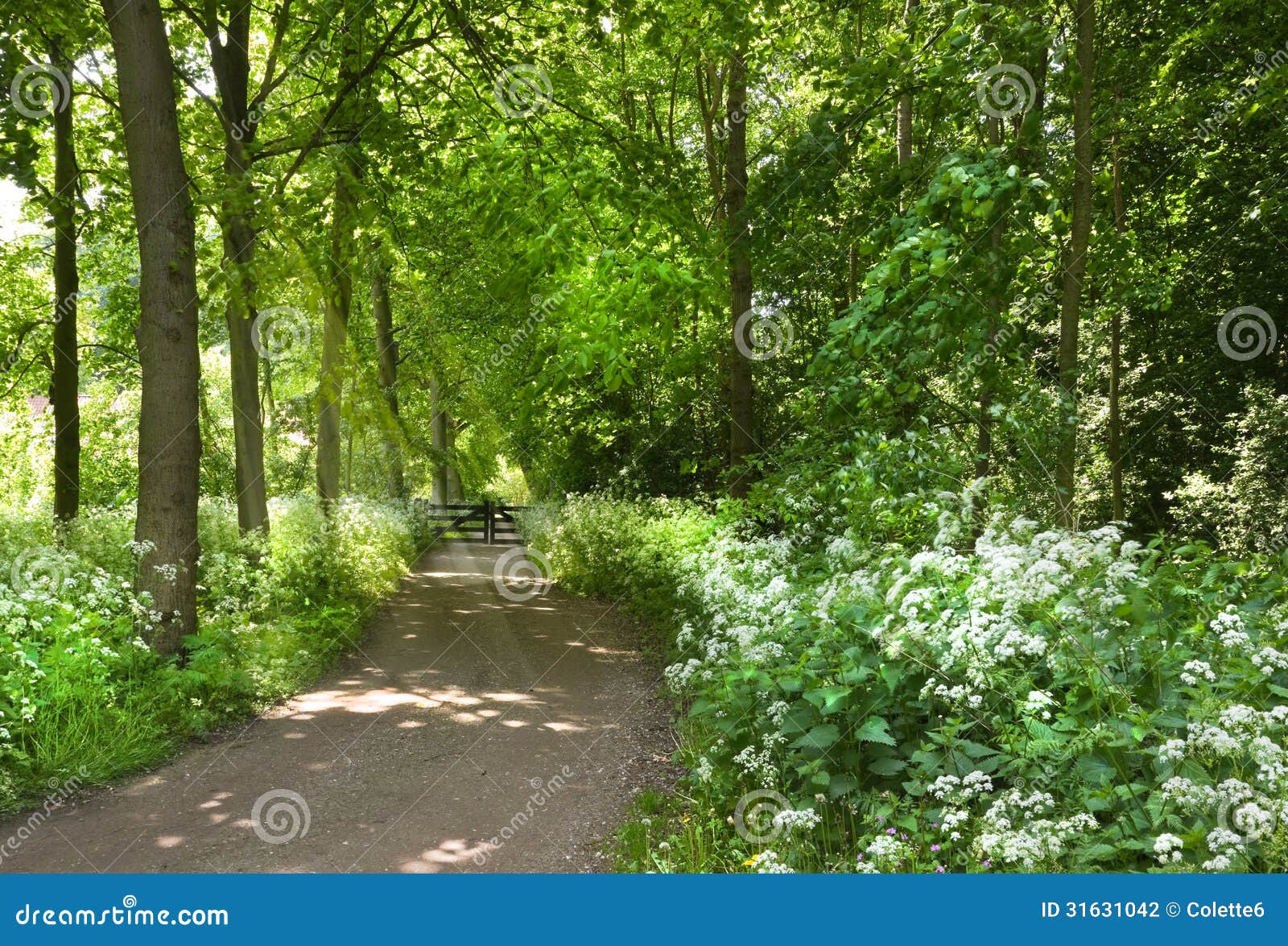 Path in Forest with Flowers Stock Photo - Image of scene, leaf: 31631042