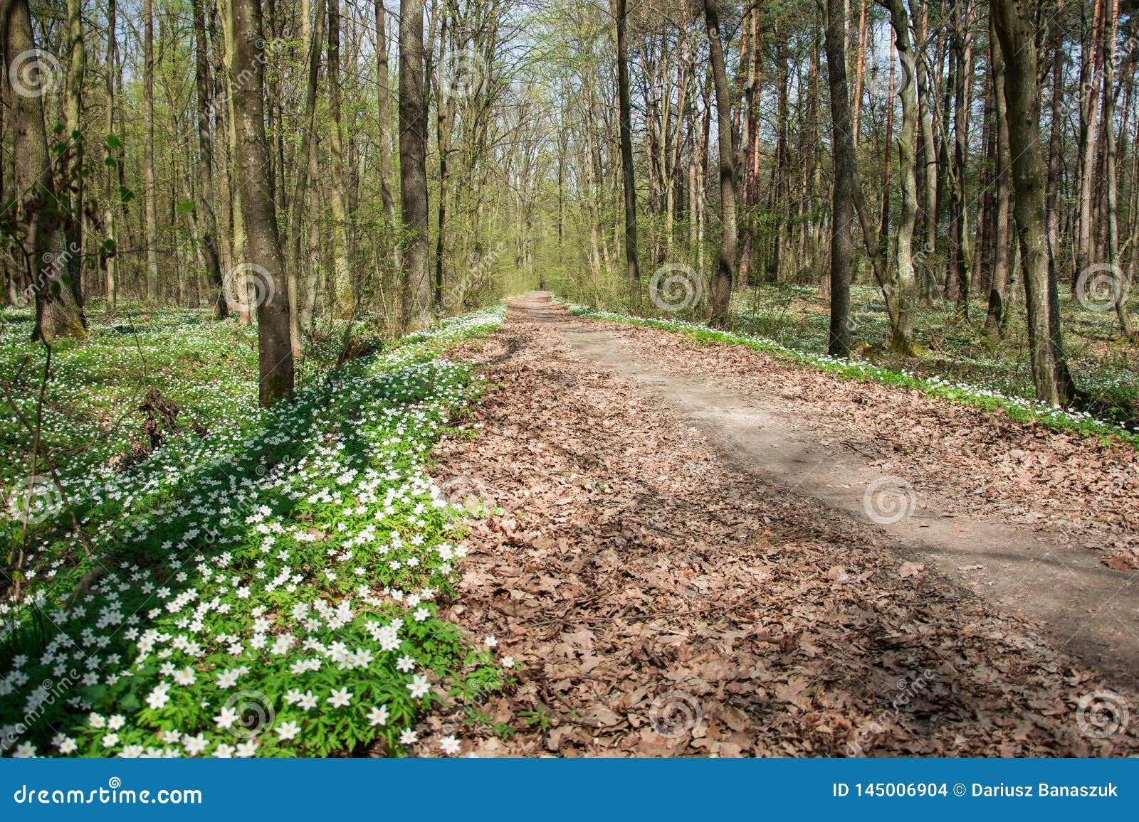 Path in the Forest and Blooming White Flowers Stock Photo - Image of ...