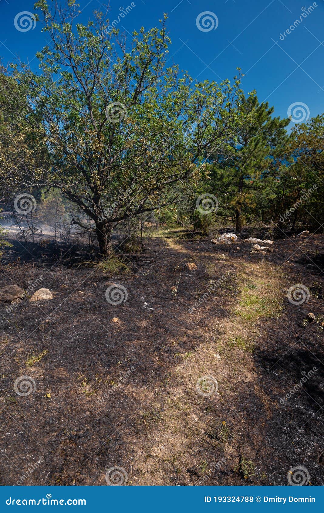 Path through the Forest after Bushfire Stock Photo - Image of frame ...