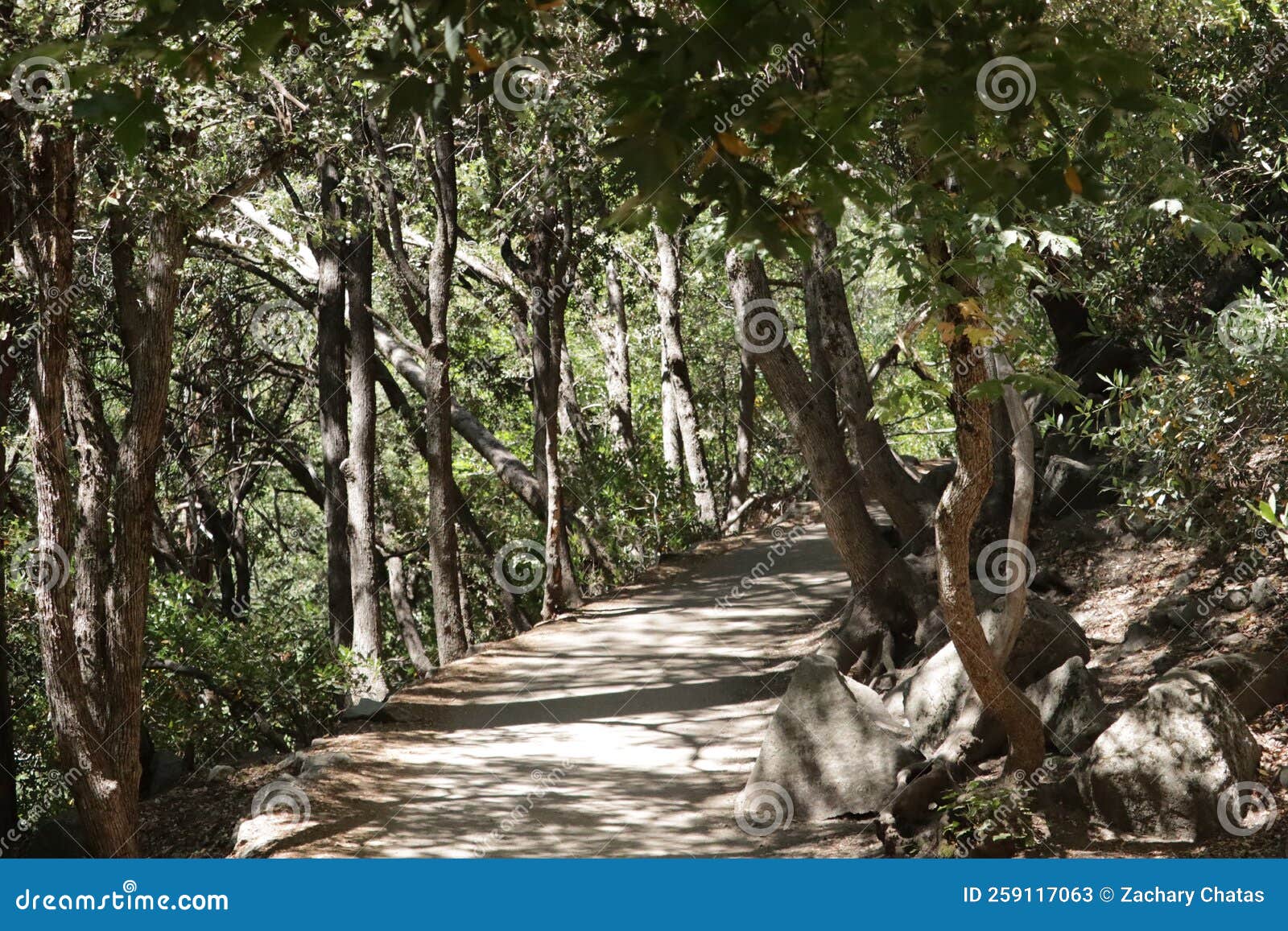 Path through the Forest on a Calm Sunny Day Stock Image - Image of calm ...