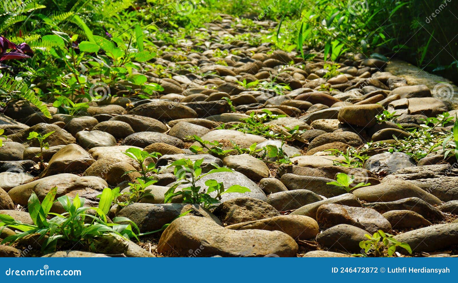 A Path in the Forest with Cobblestone Paths As the Sun Shines with the ...