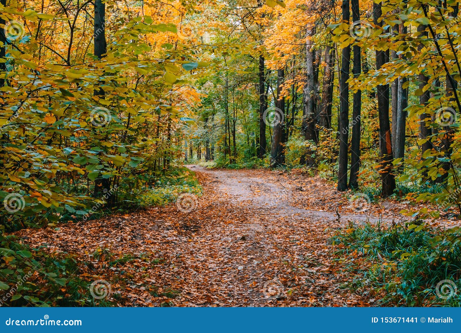 Path in a Forest with Colorful Autumn Leaves Stock Image - Image of ...
