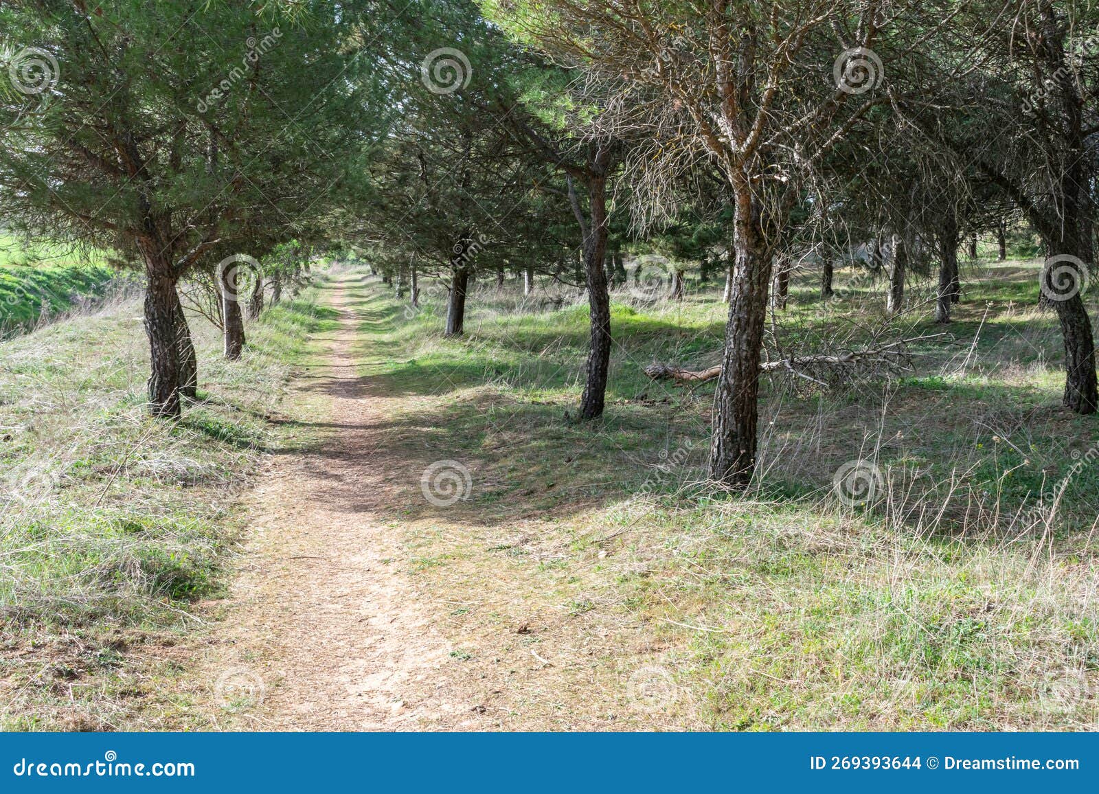 Path in the Forest between a Corridor of Green Trees Stock Photo ...