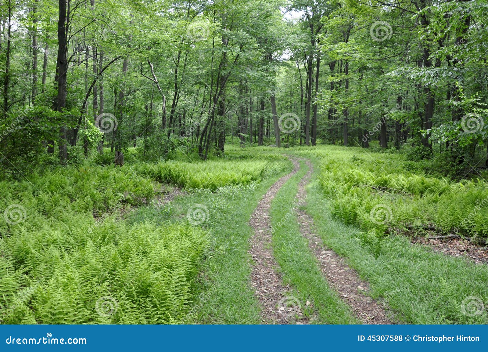 Path through forest stock photo. Image of summer, hiking - 45307588