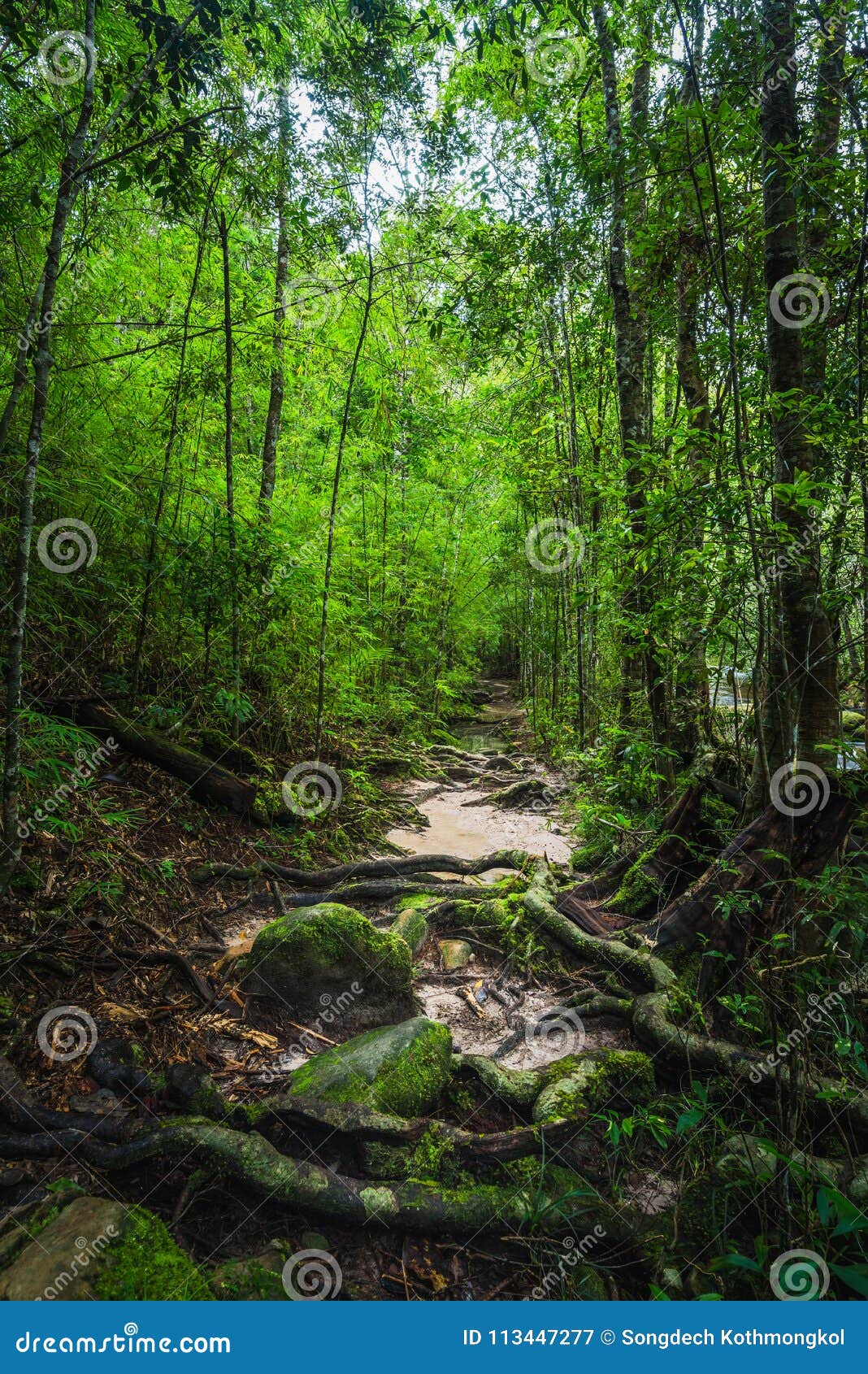 Forest Path in a Green Rainforest Stock Image - Image of light, journey ...