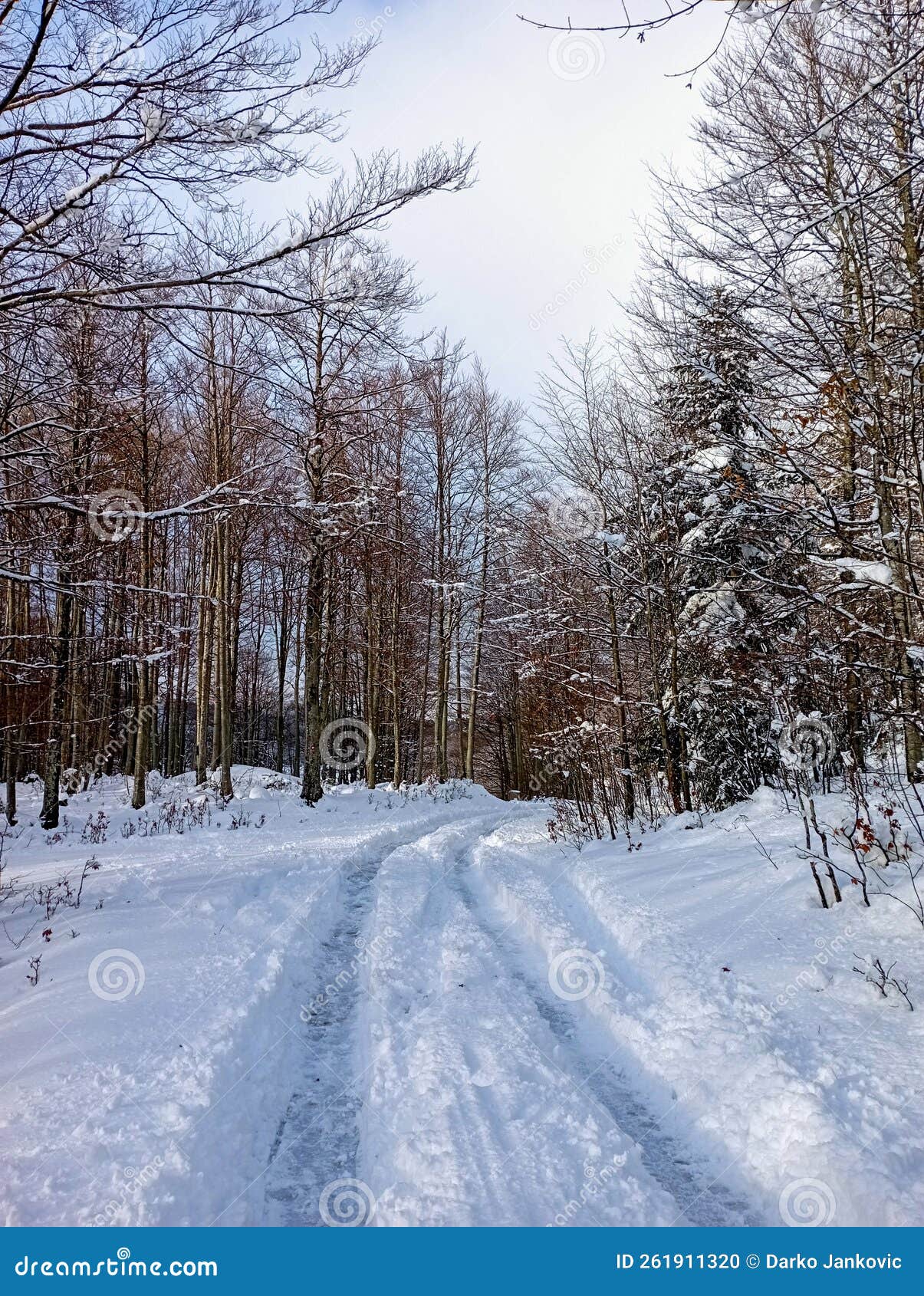 Path in the Forest Covered with Snow with Car Trek Marks Stock Photo ...