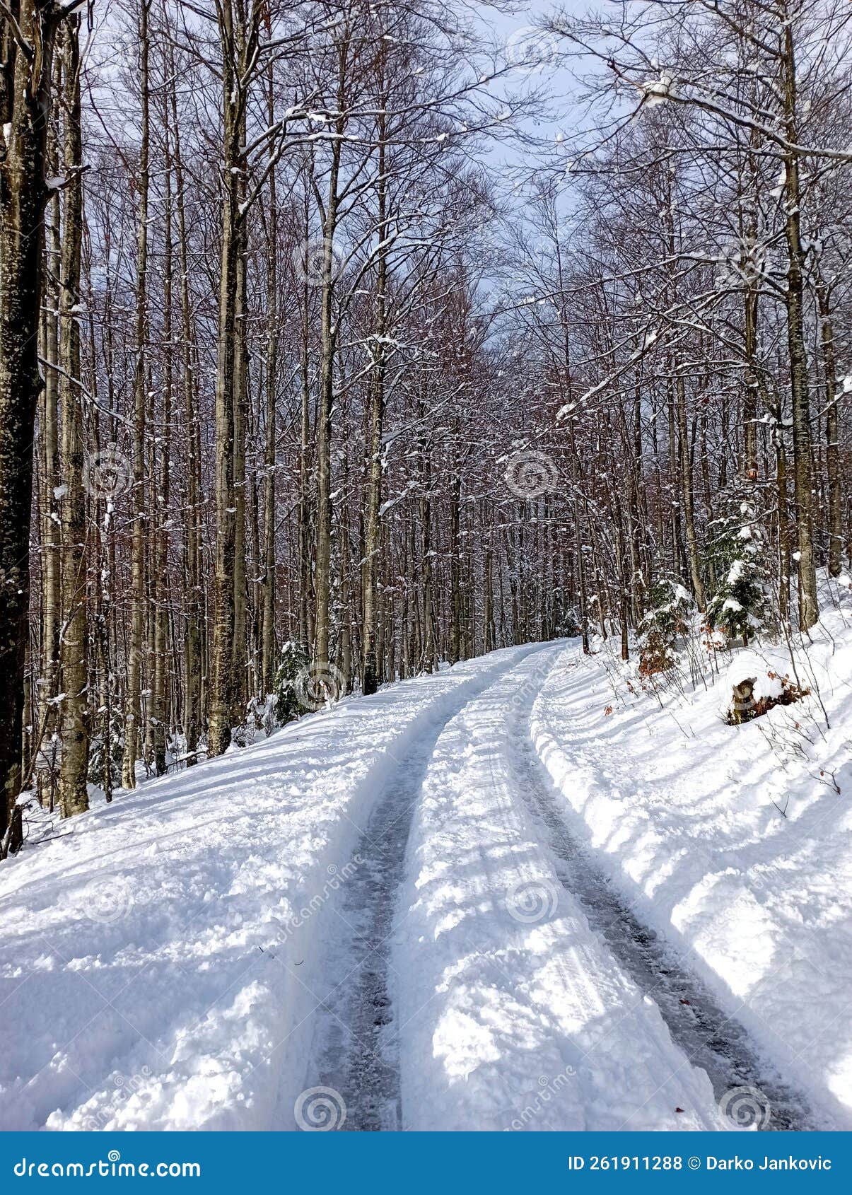 Path in the Forest Covered with Snow with Car Trek Marks Stock Photo ...
