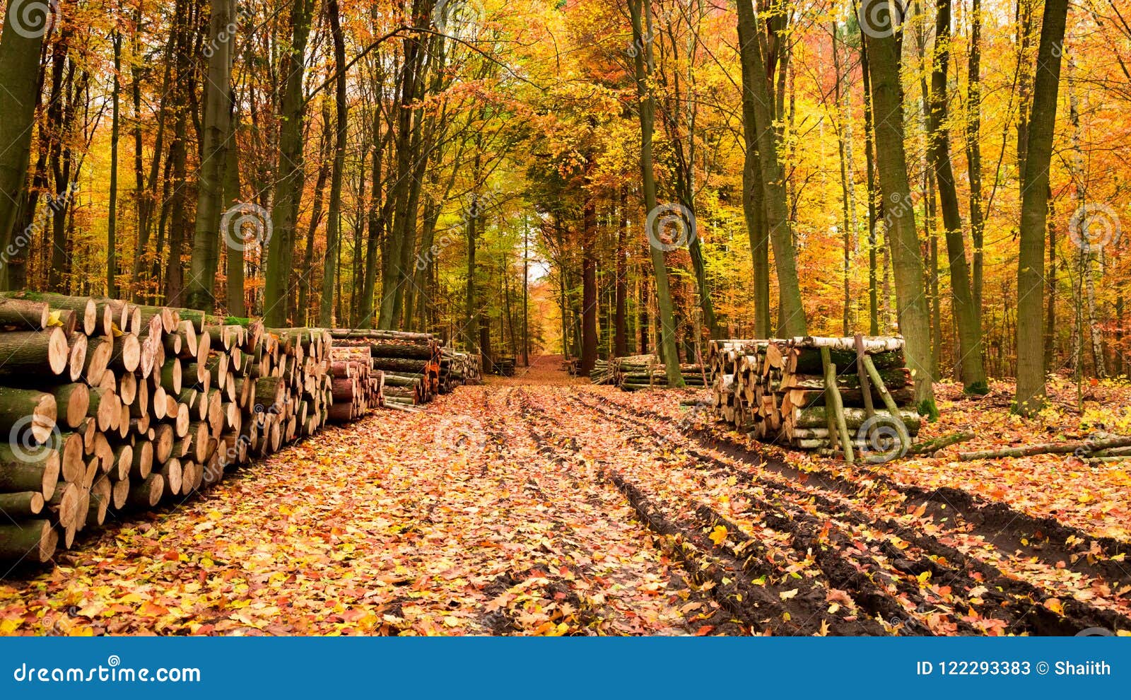 Path in the Forest between Cut Trees in Poland Stock Image - Image of ...