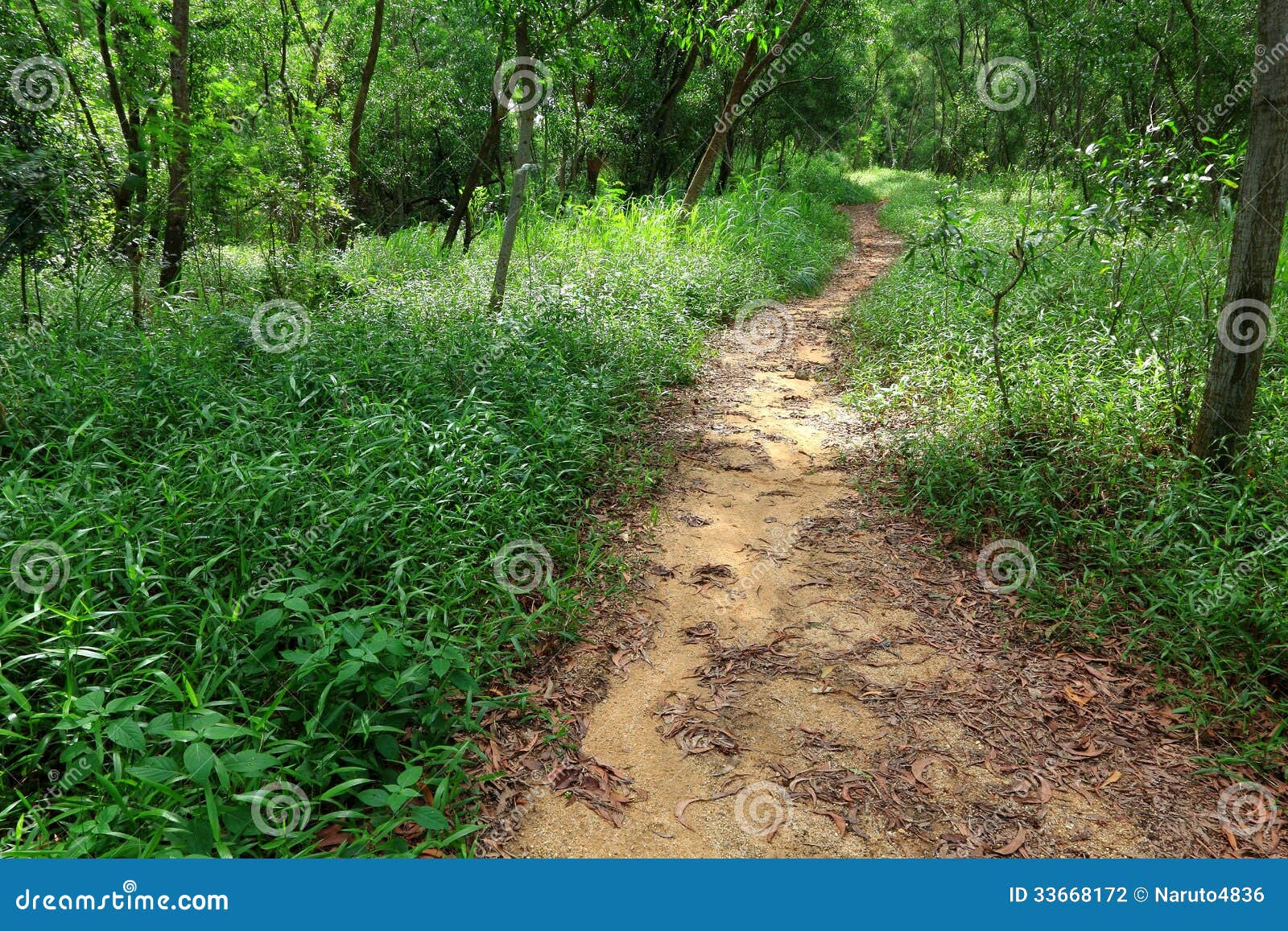 Path in forest stock photo. Image of leaf, nature, sunlight - 33668172