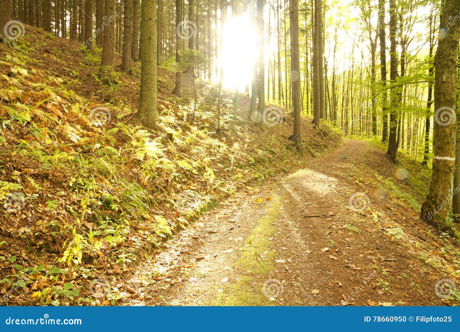 Path through forest stock photo. Image of tree, foliage - 78660950
