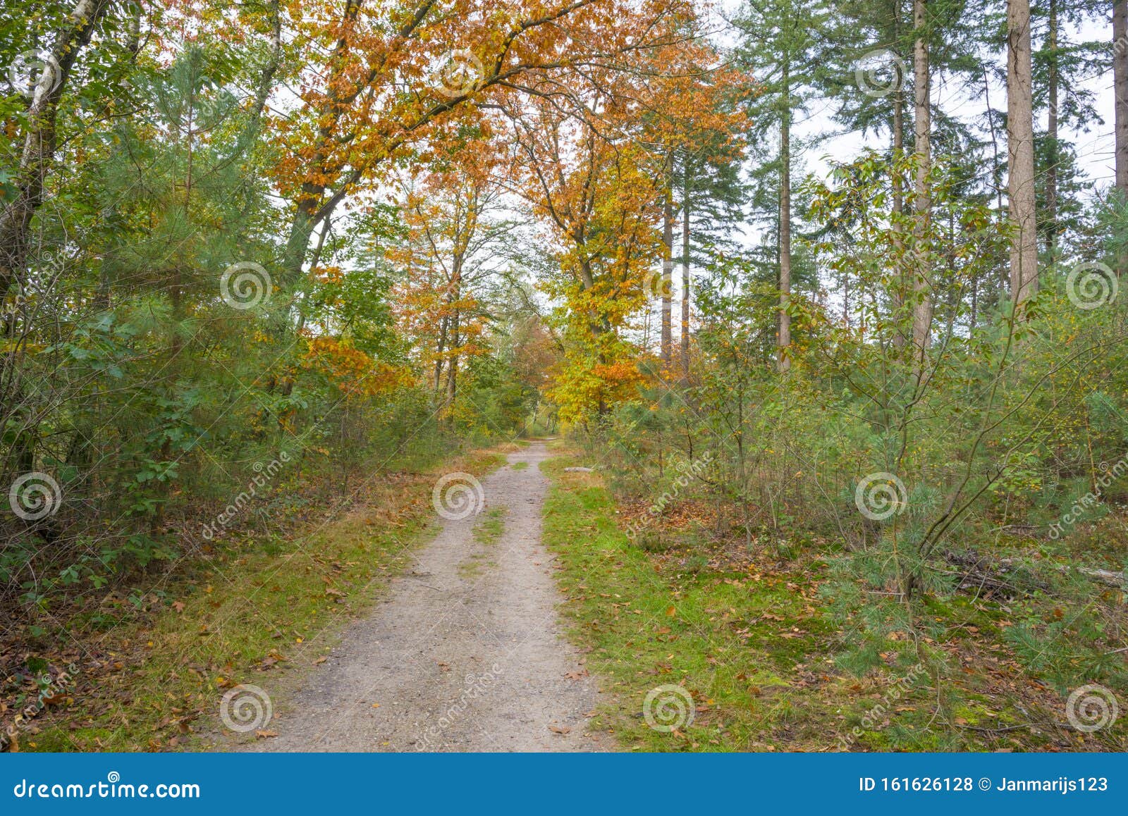 Path in a Forest in Fall Colors in Sunlight in Autumn Stock Photo ...