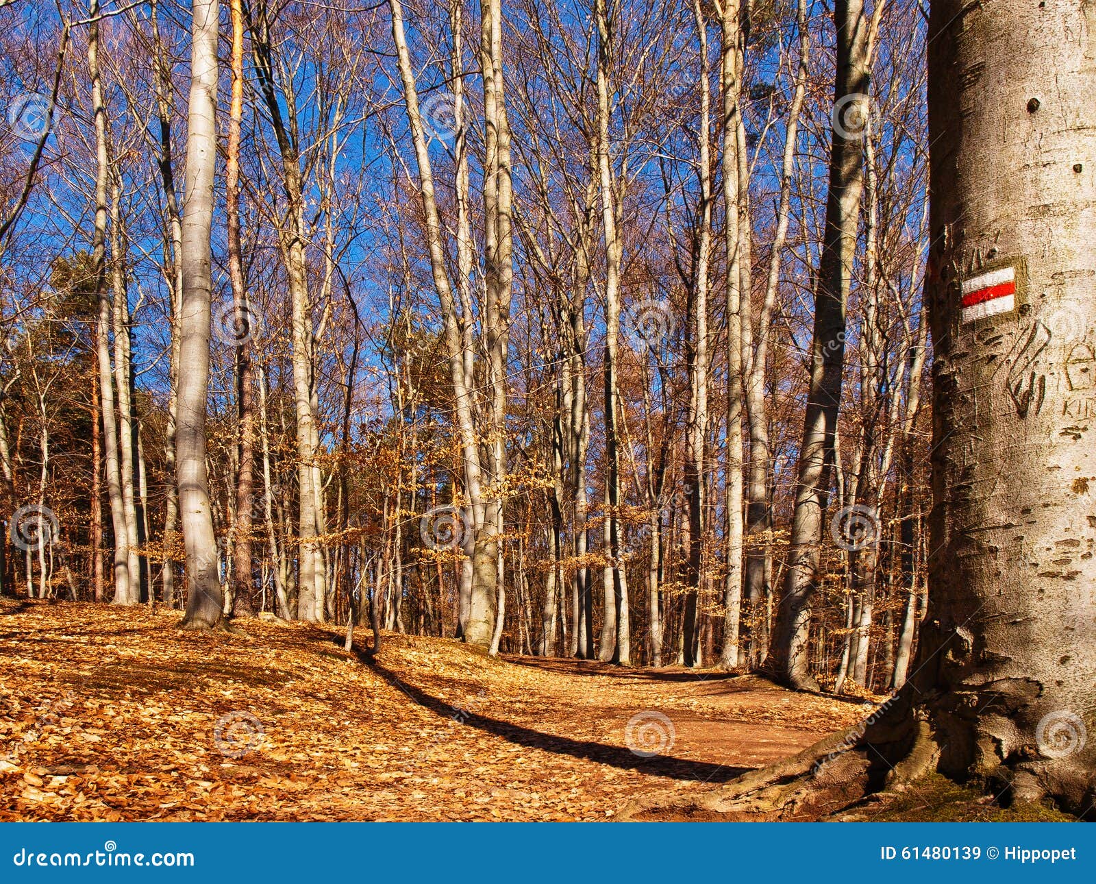 Path through the Forest in Fall Stock Image - Image of attraction ...