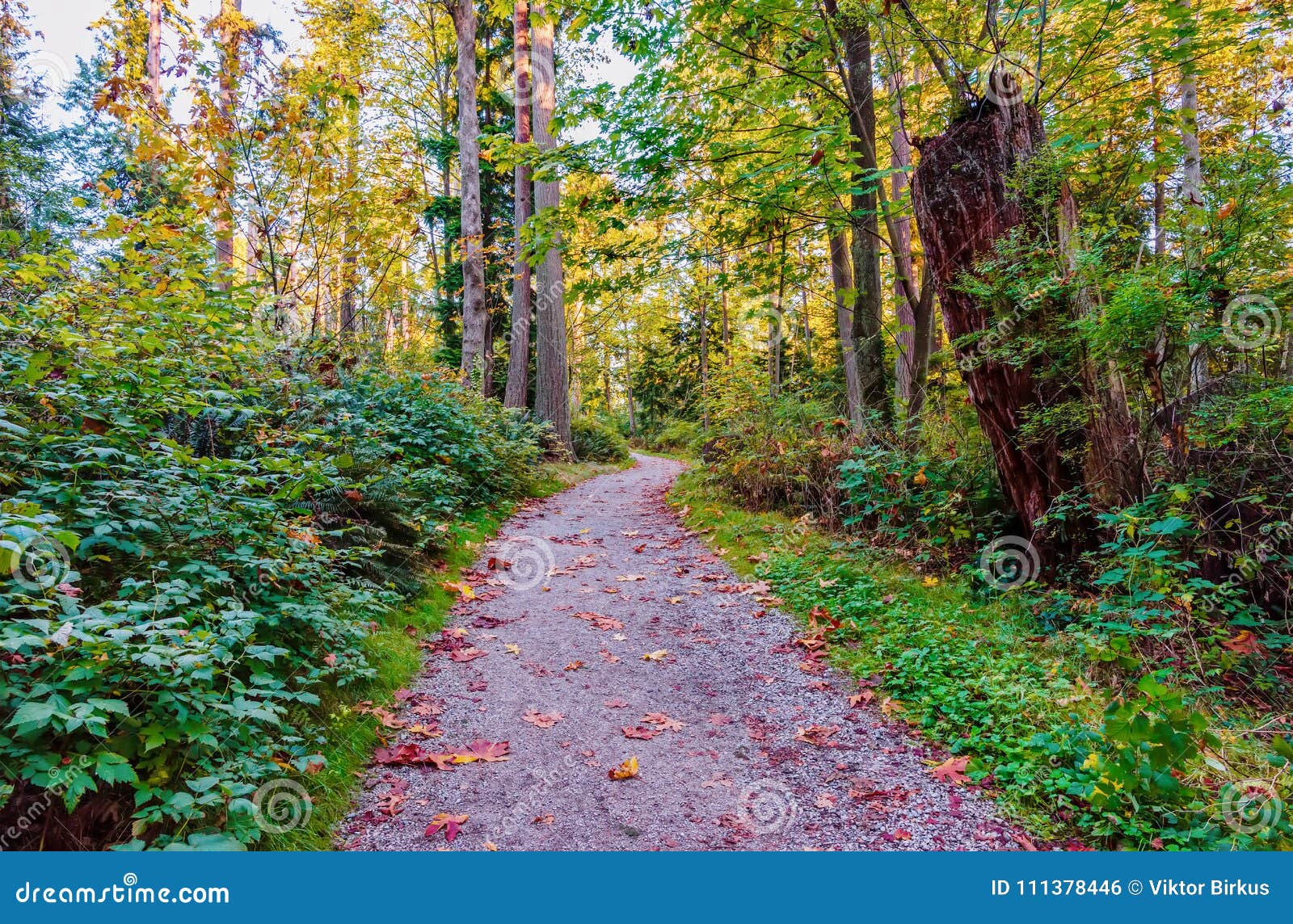 Path in a Forest with Fallen Leaves, Going Up, between Tall Tree Stock ...