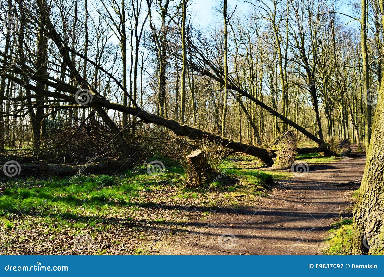 Path in a Forest with Fallen Trees Stock Photo - Image of peace, life ...