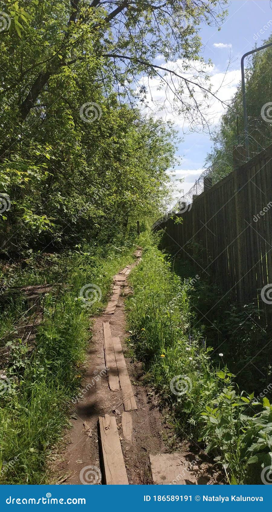 Path between the Forest and the Fence Stock Image - Image of plant ...