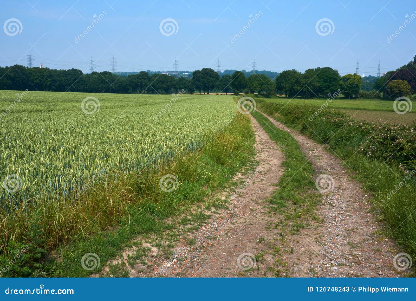 A path into a forest stock image. Image of meadow, countryside - 126748243