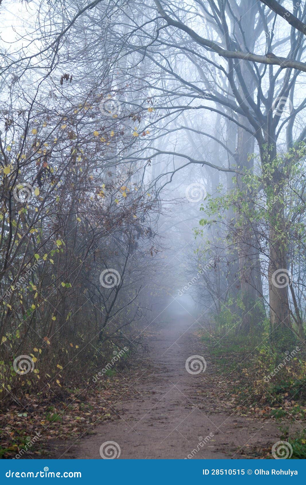 Path in forest with fog stock image. Image of weather - 28510515