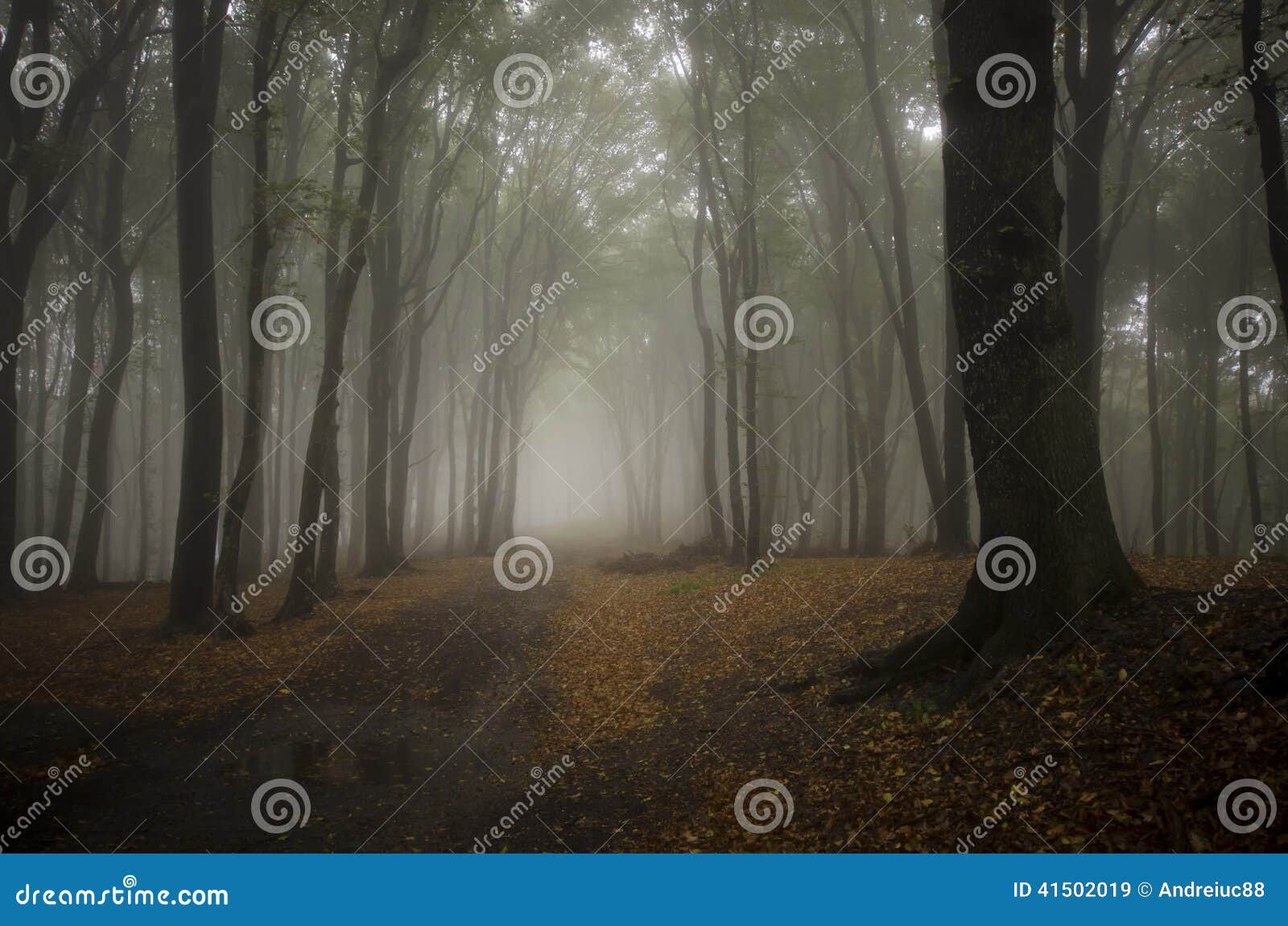 Path in a Forest with Fog in Autumn Stock Image - Image of fall, eerie ...