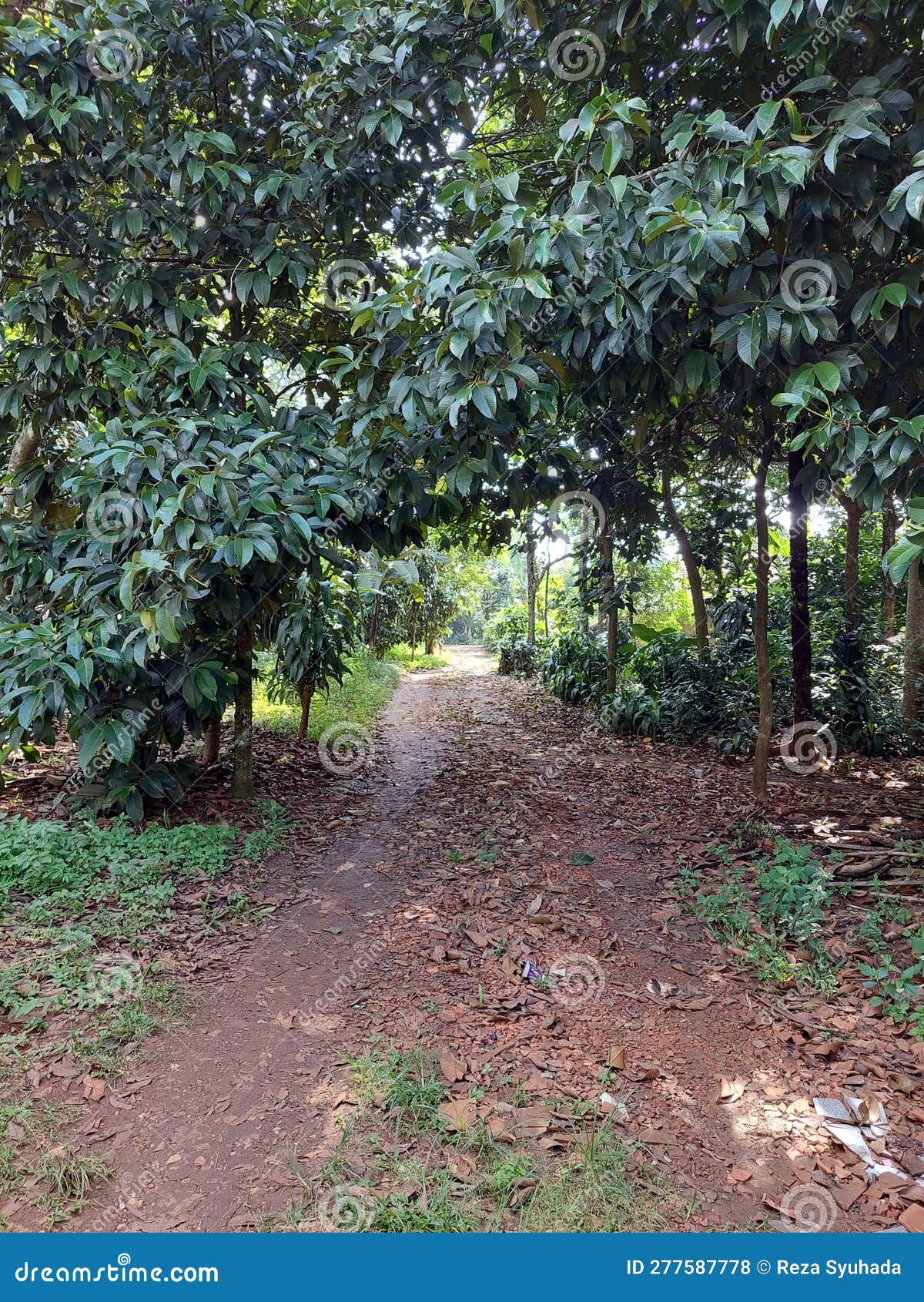 The Path in the Forest. Forrest Path Way Stock Photo - Image of forest ...