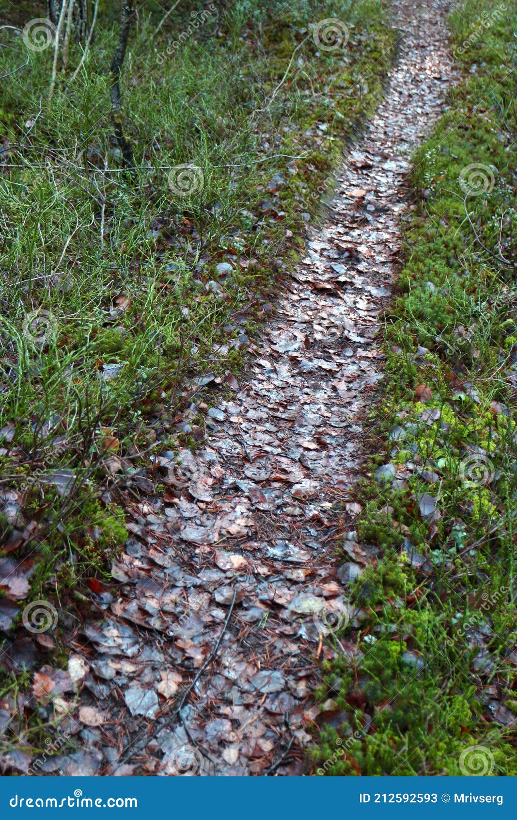 Path in the Forest Going into the Distance is Covered with Fallen ...