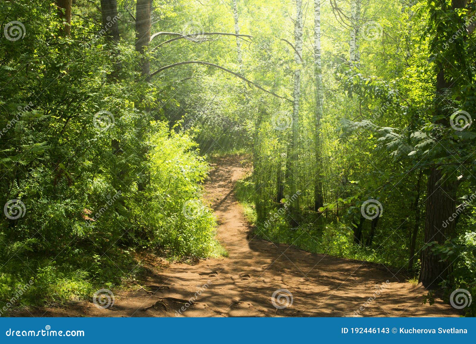 The Path in the Forest Going Down Stock Image - Image of foliage, light ...
