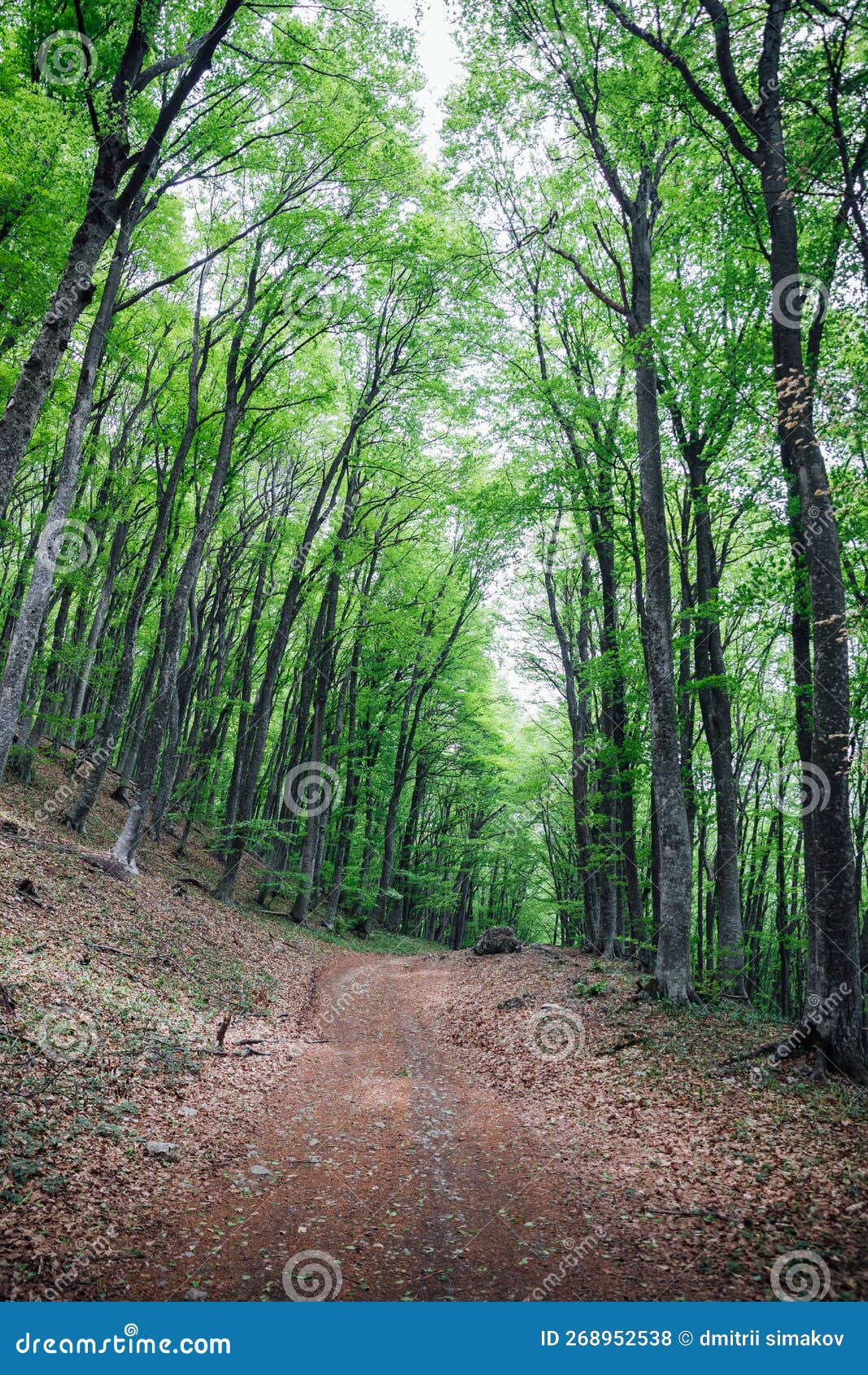 Path in the Forest Green Trees Nature Stock Photo - Image of landscape ...