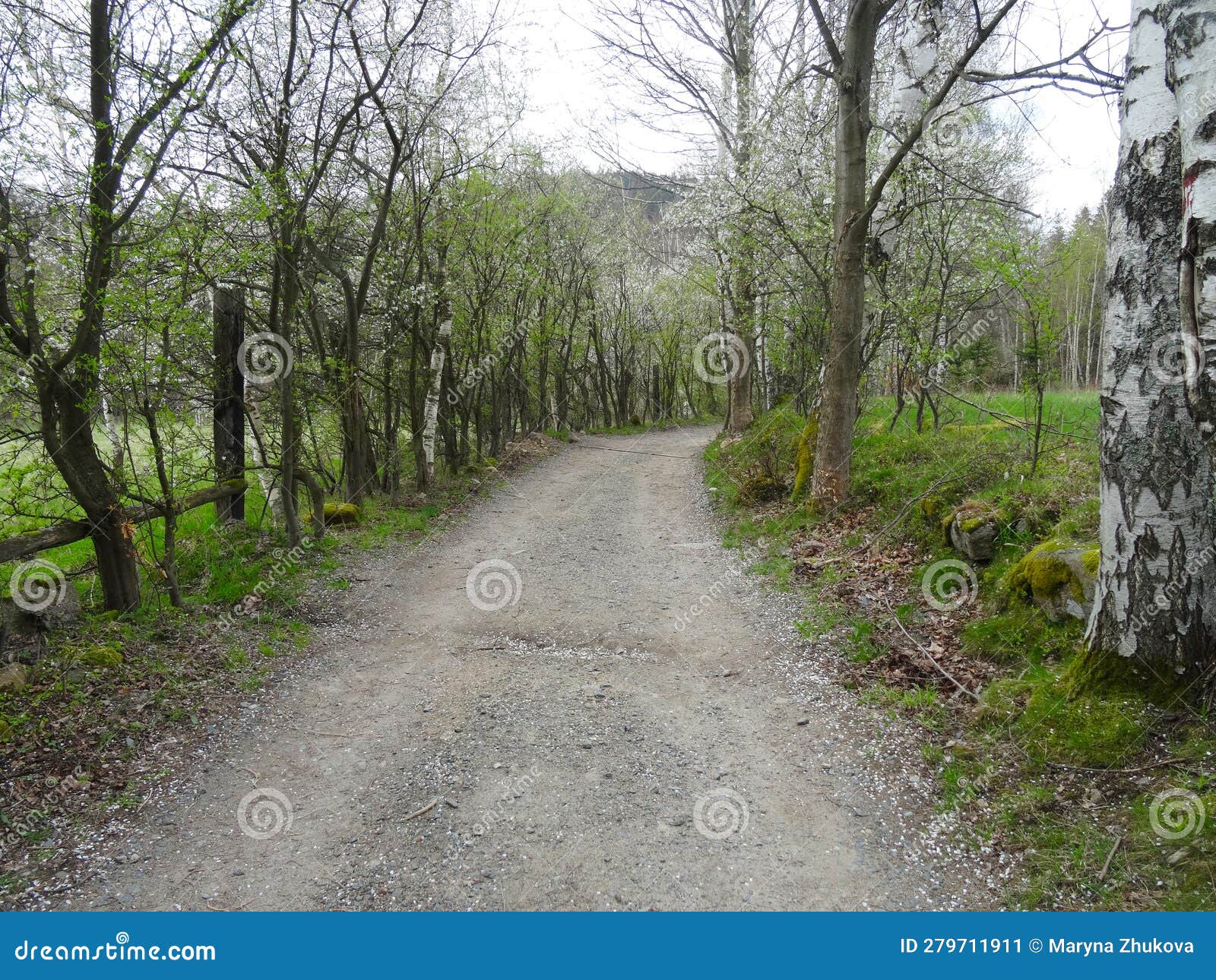 Path through the Forest among the Greenery. Hiking and Jogging in the ...