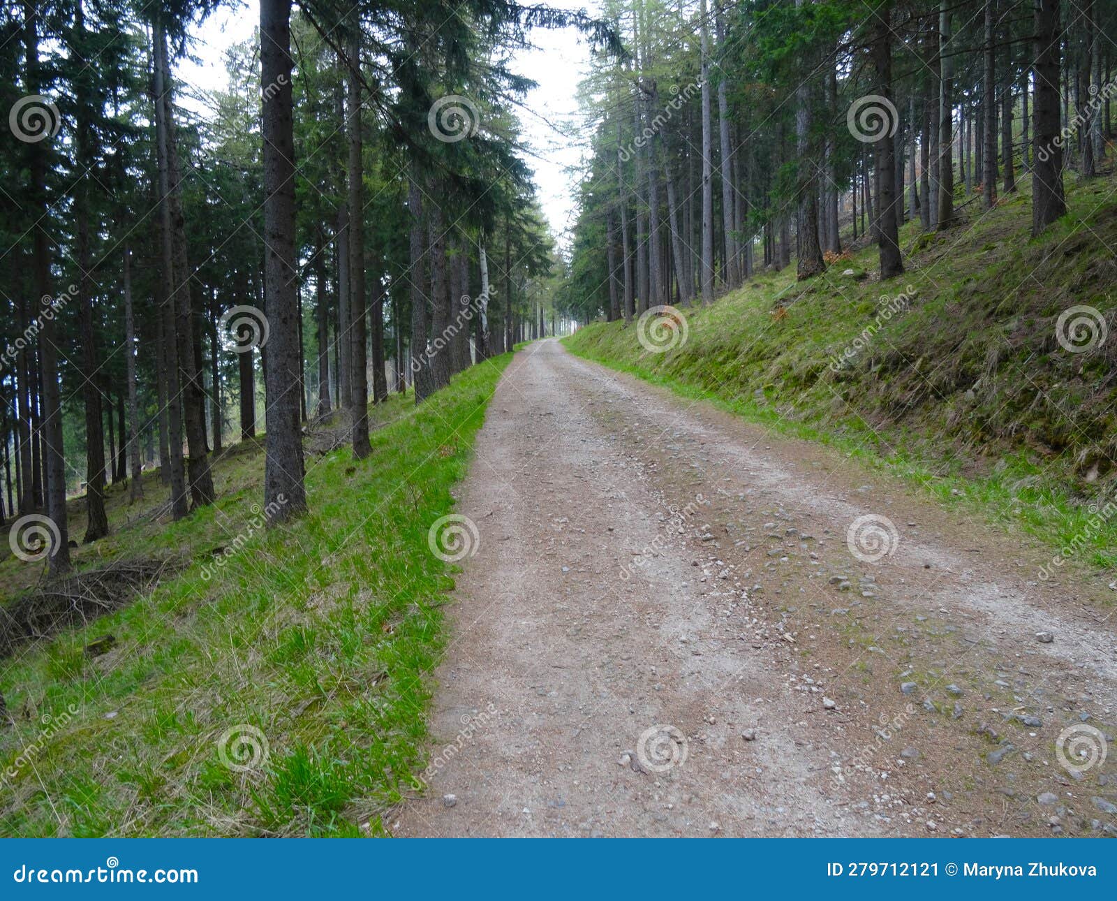 Path through the Forest among the Greenery. Hiking and Jogging in the ...