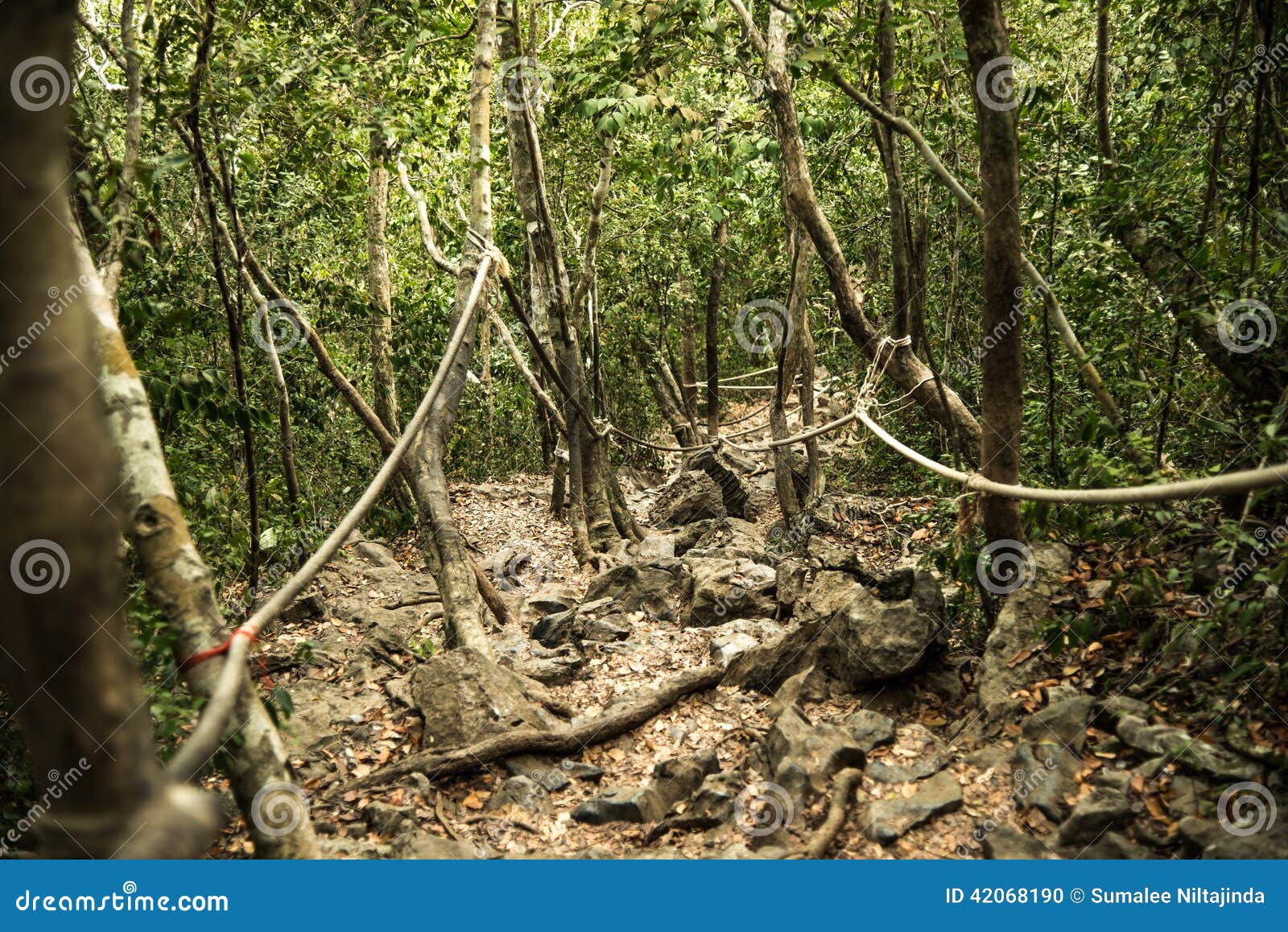 Path in the forest stock photo. Image of environment - 42068190