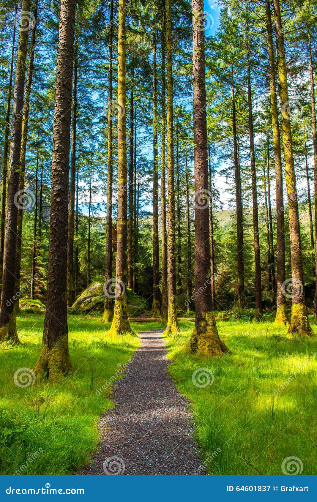 Path through Forest with High Trees Stock Image - Image of future, moss ...
