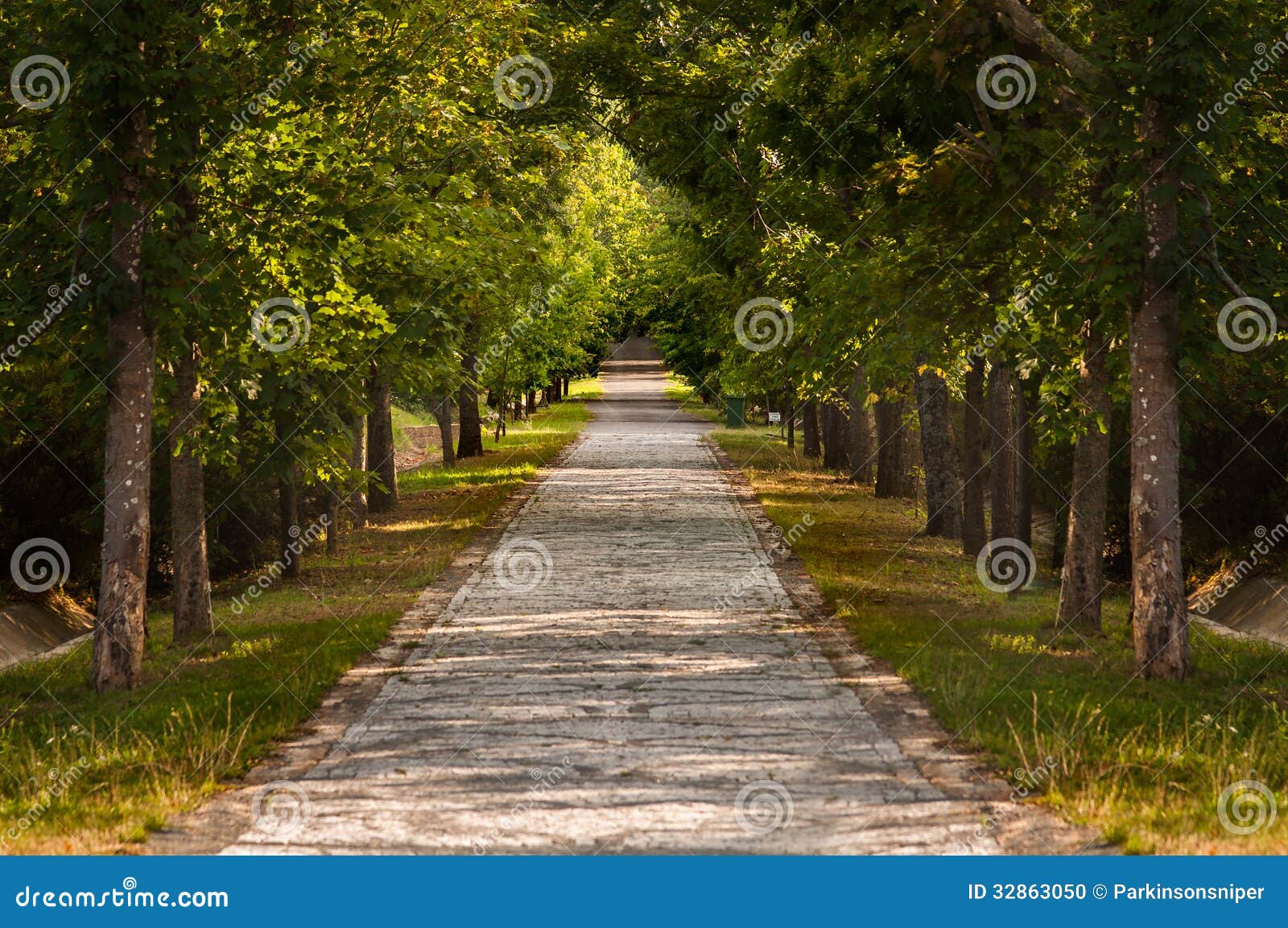 Path in Forest stock photo. Image of curvy, perspective - 32863050