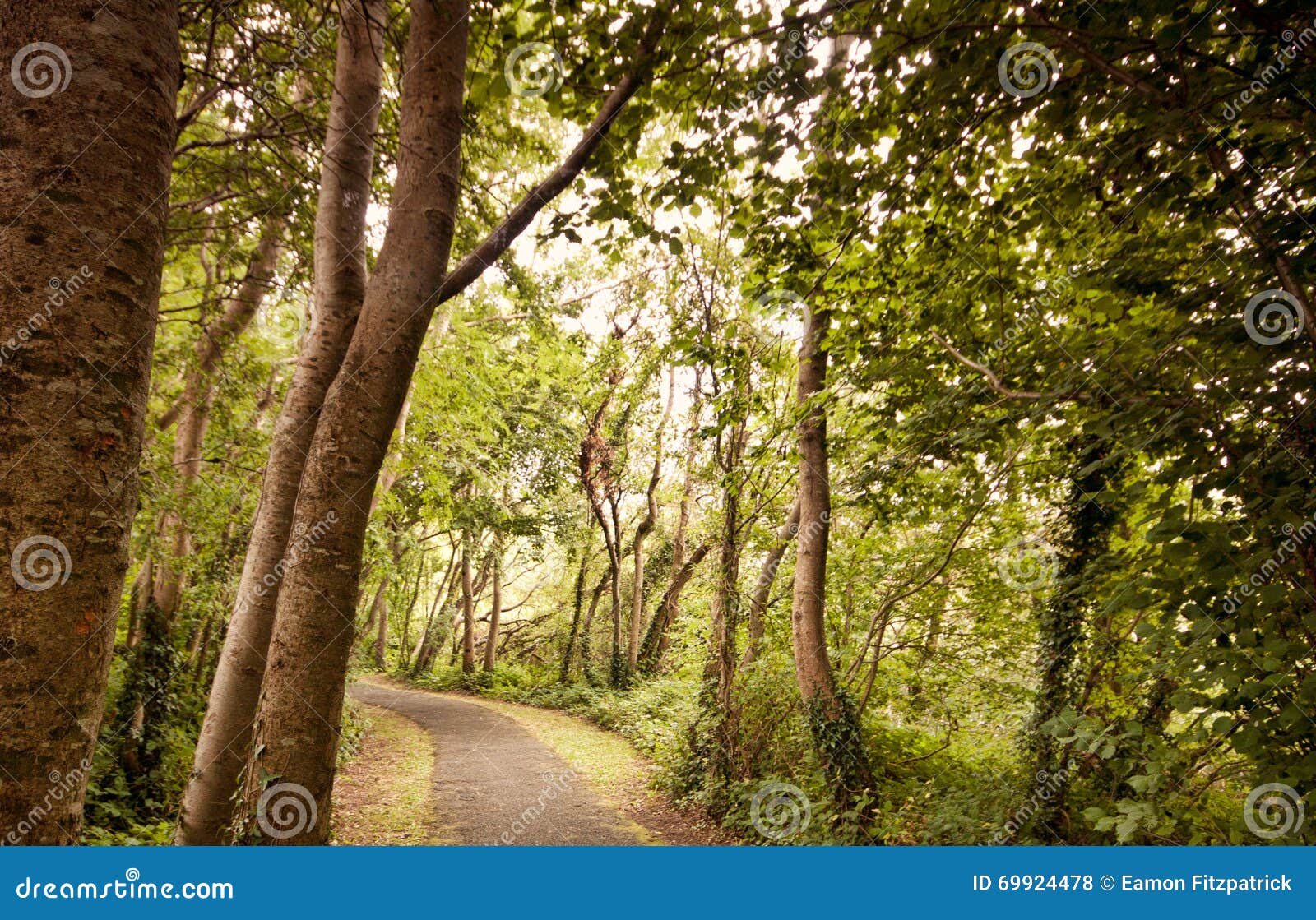 Path through the forest stock photo. Image of pathway - 69924478