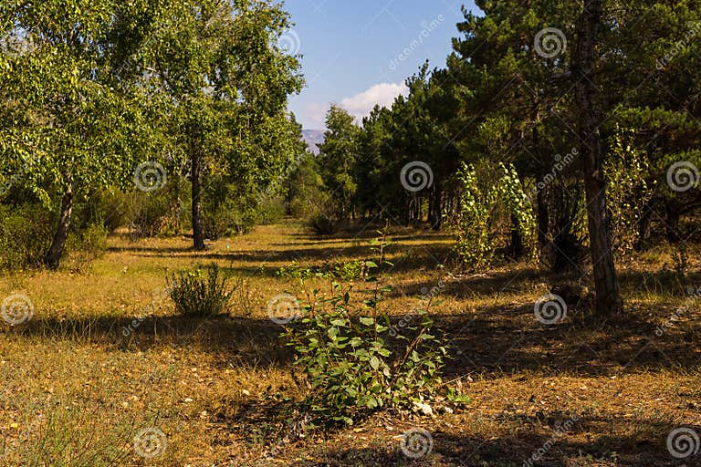 Path among the Forest. Lake Sevan Area. Armenia Stock Image - Image of ...