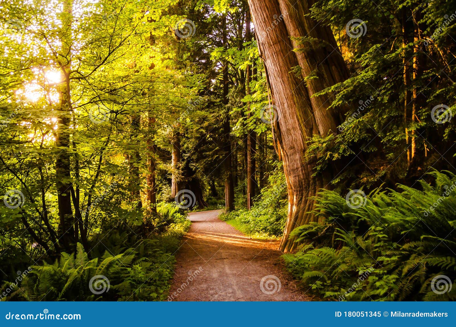 Path through a Forest with Large Tree and Sunset, Stanley Park ...