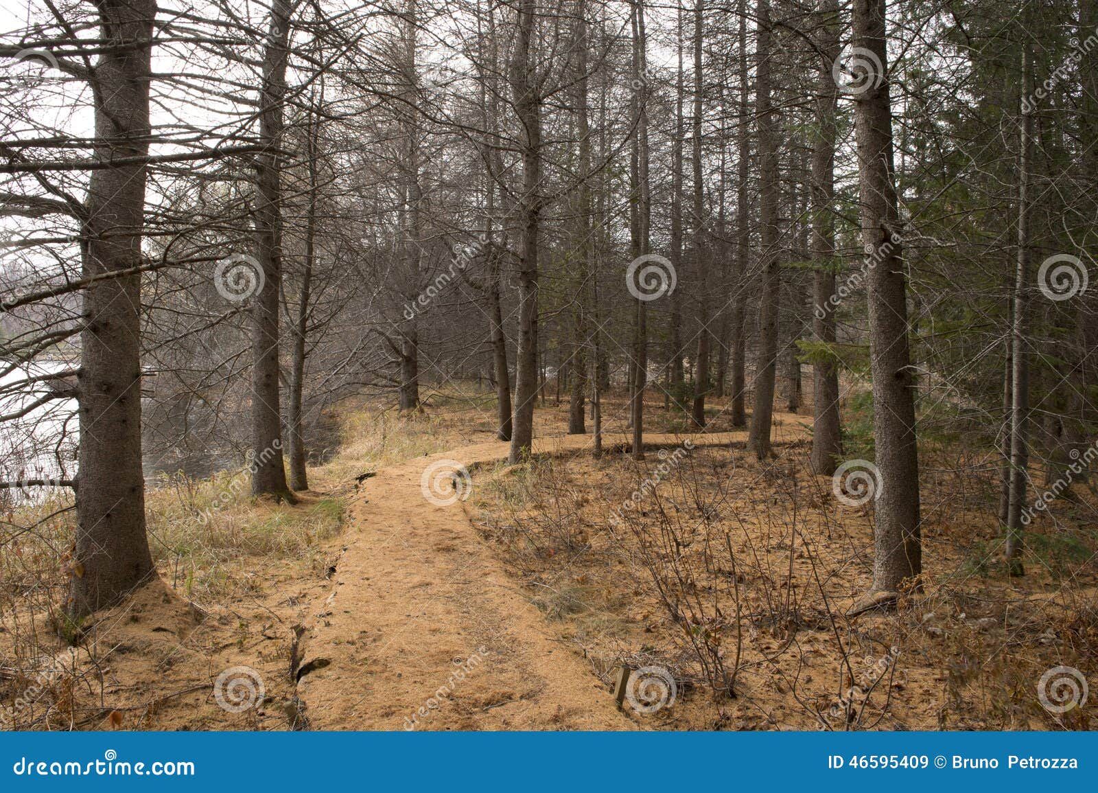 Path in the Forest, Late Fall Stock Image - Image of pine, path: 46595409