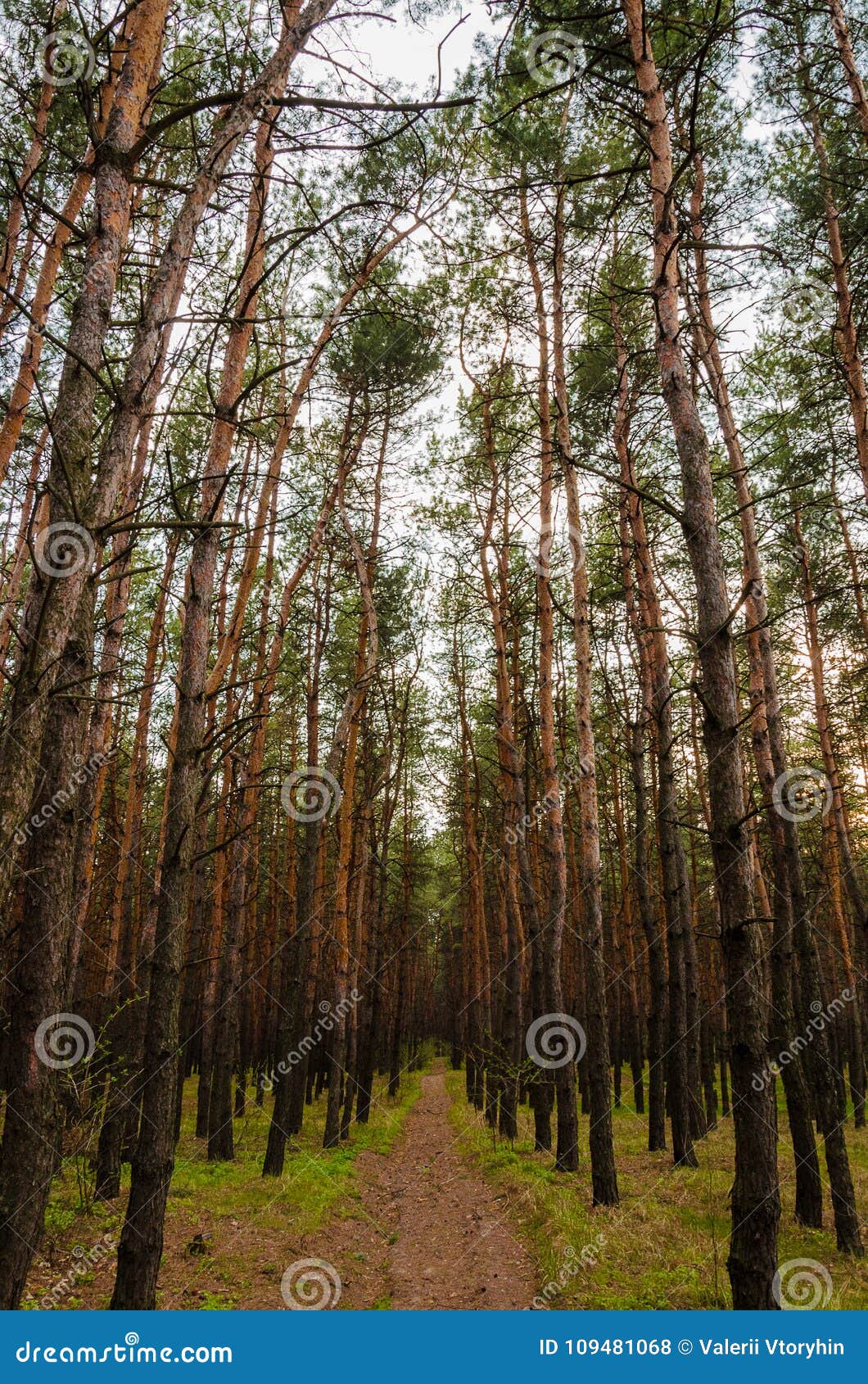 A Path in the Forest Leading To Infinity Stock Photo - Image of trunk ...