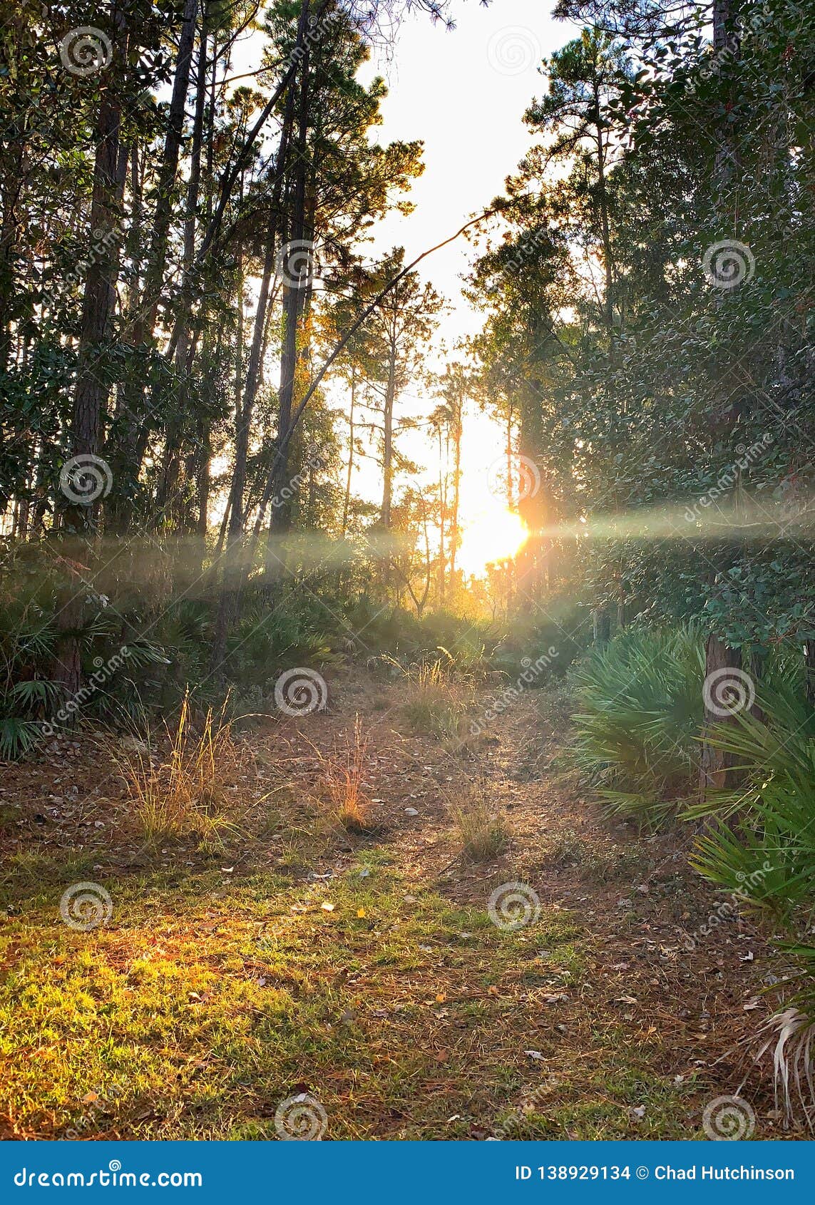 Sun Shining Near Sunset through the Trees of the Forest Stock Photo ...