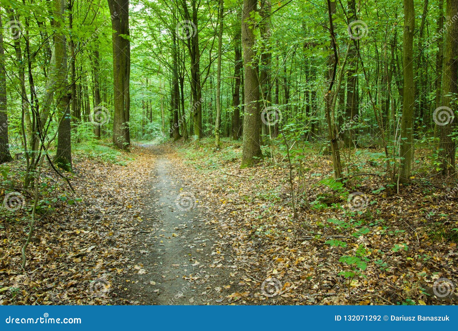 Path through the Forest and Leaves on the Ground Stock Photo - Image of ... Path through the Forest and Leaves on the Ground Stock Photo - Image of ...